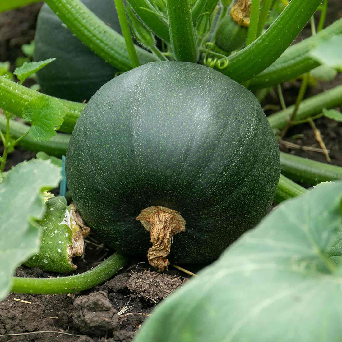 Courgette Seeds 'Eight Ball' | Marshalls Garden