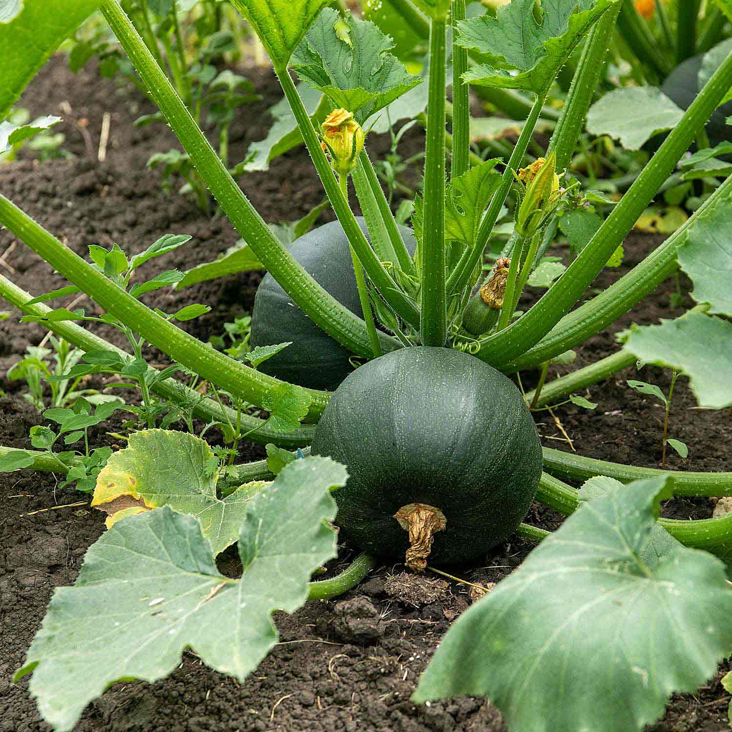 Courgette Seeds 'Eight Ball' | Marshalls Garden