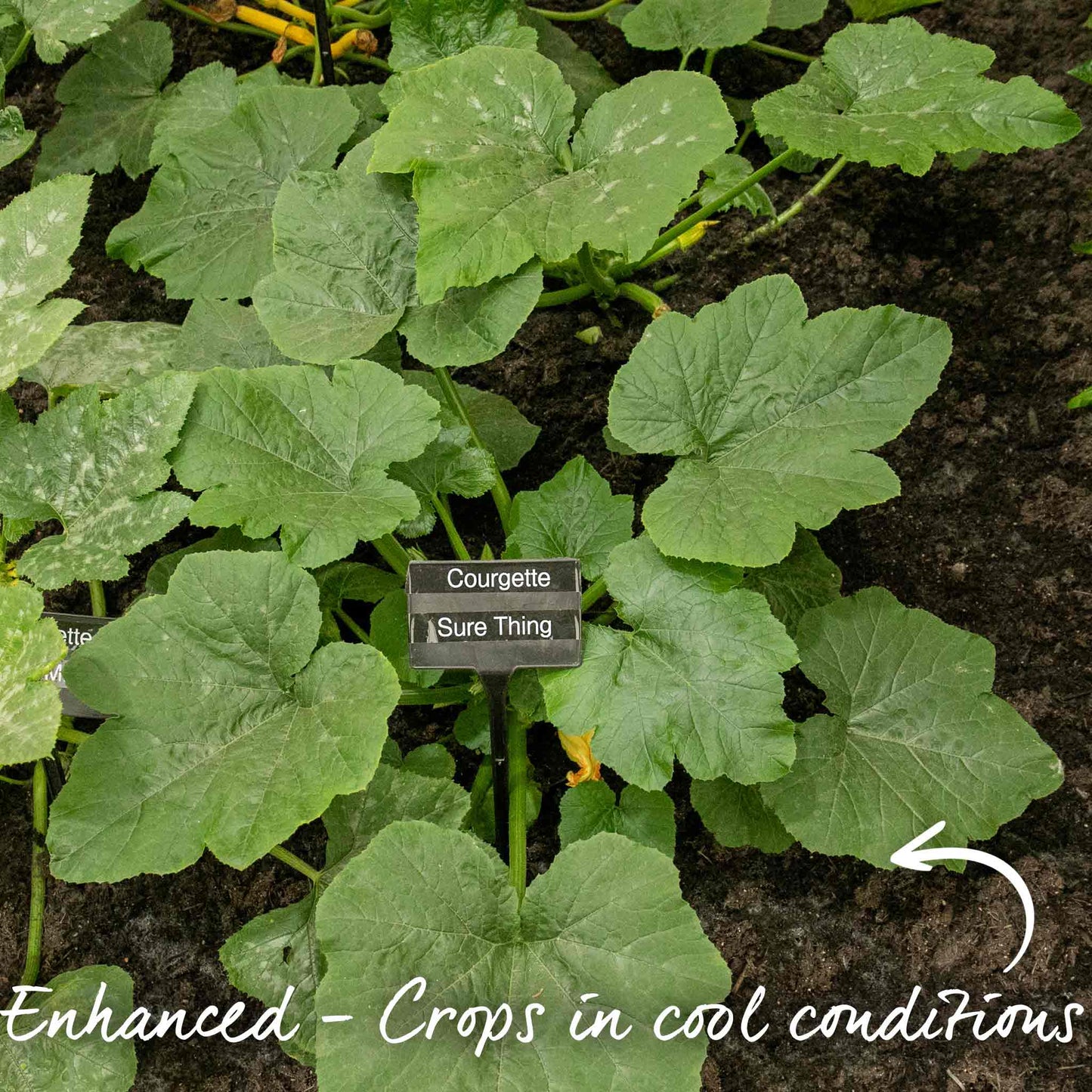 Courgette Seeds 'Sure Thing' F1 | Marshalls Garden