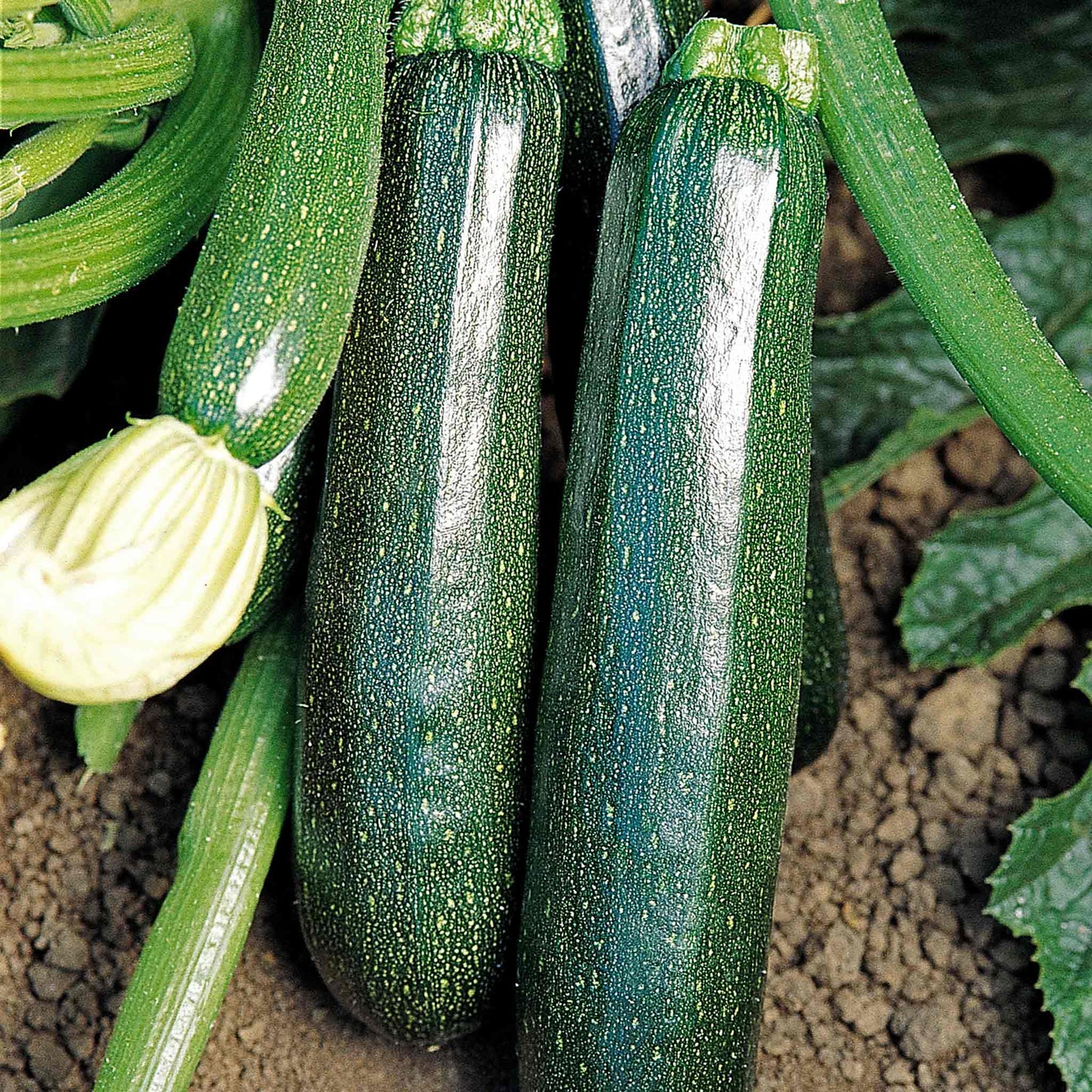 Courgette Seeds 'Sure Thing' F1 | Marshalls Garden