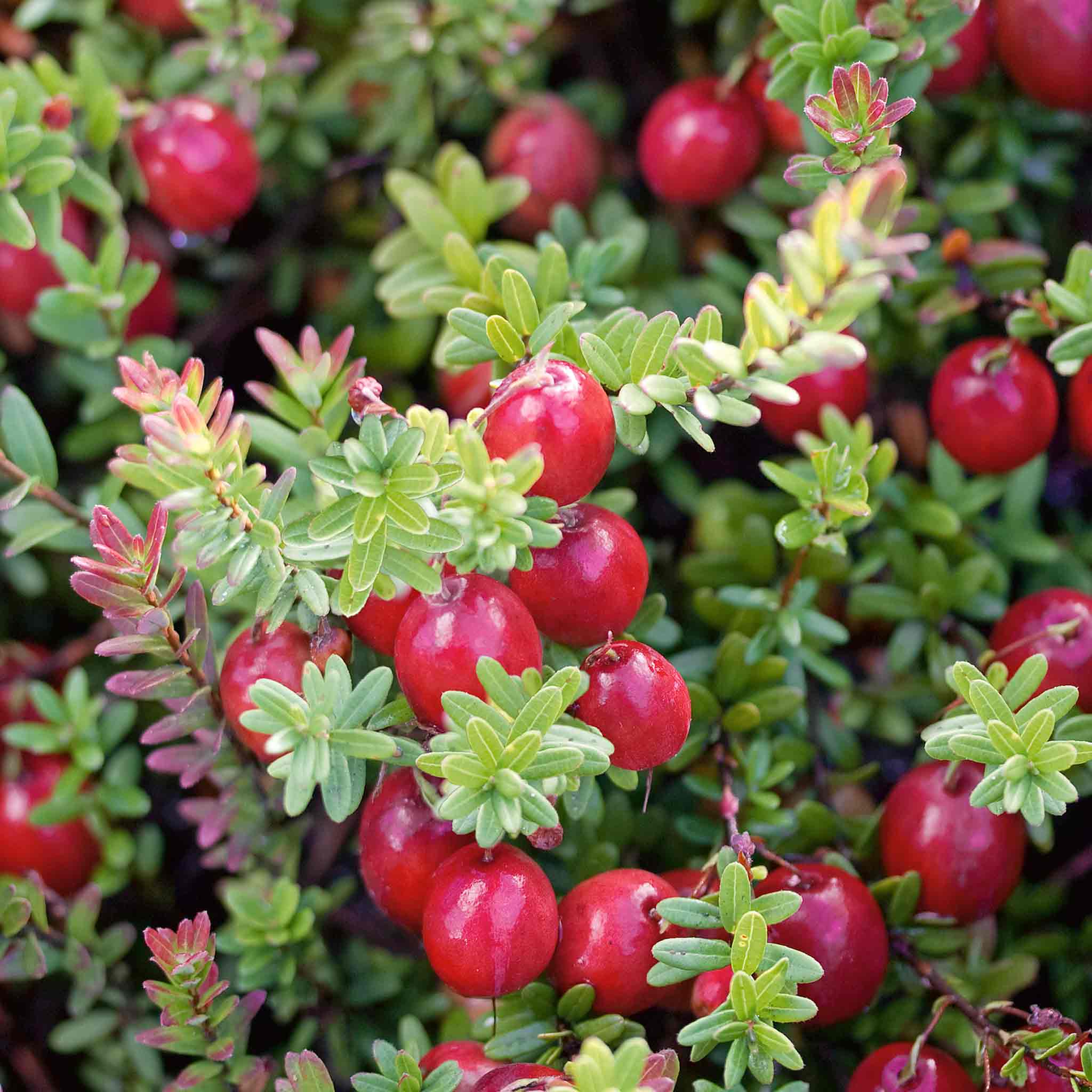 Cranberry Pilgrim - 3x 9cm Potted Plants | Marshalls Garden