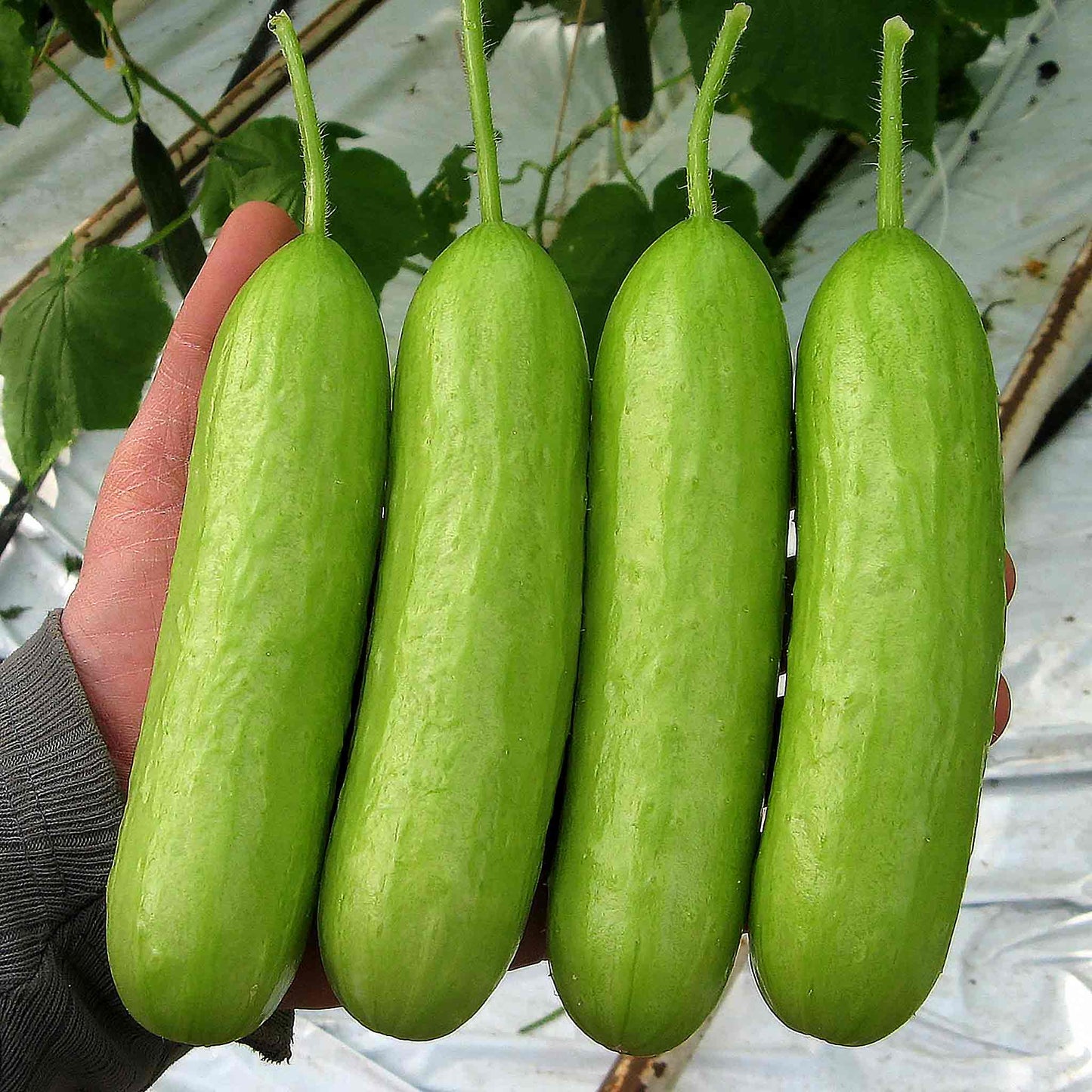 Cucumber Plant 'Delistar' | Marshalls Garden