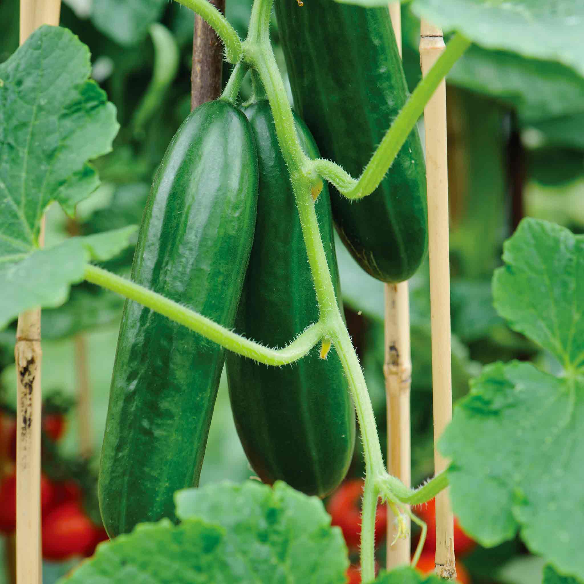 Grafted Cucumber Plant 'Passandra' | Marshalls Garden