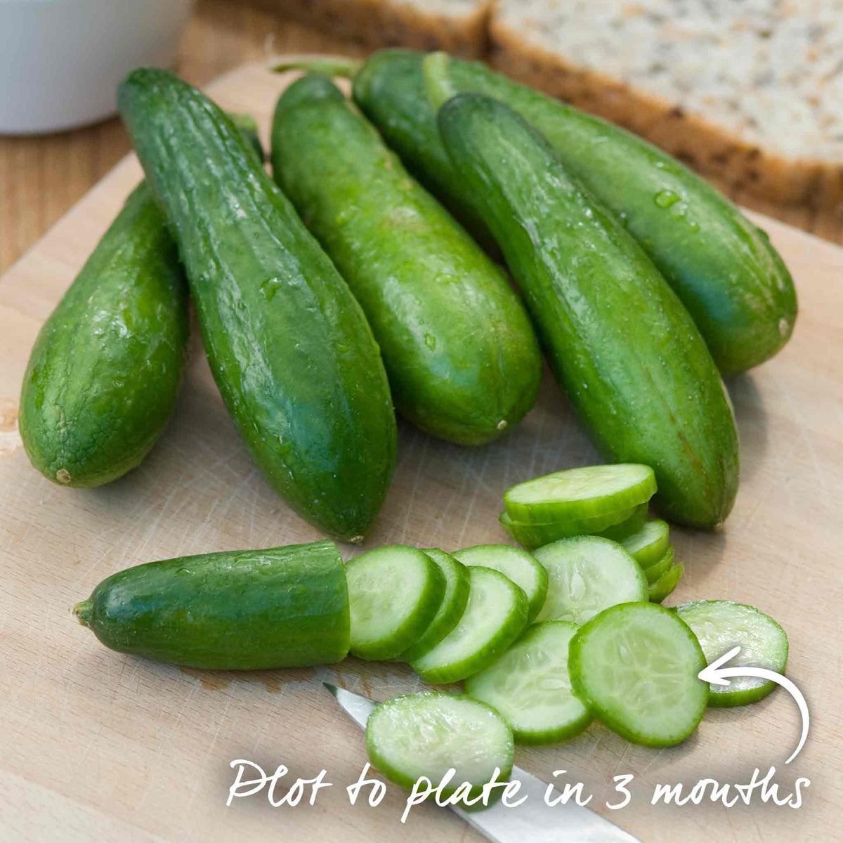Cucumber Seeds 'Mini Munch' F1 | Marshalls Garden