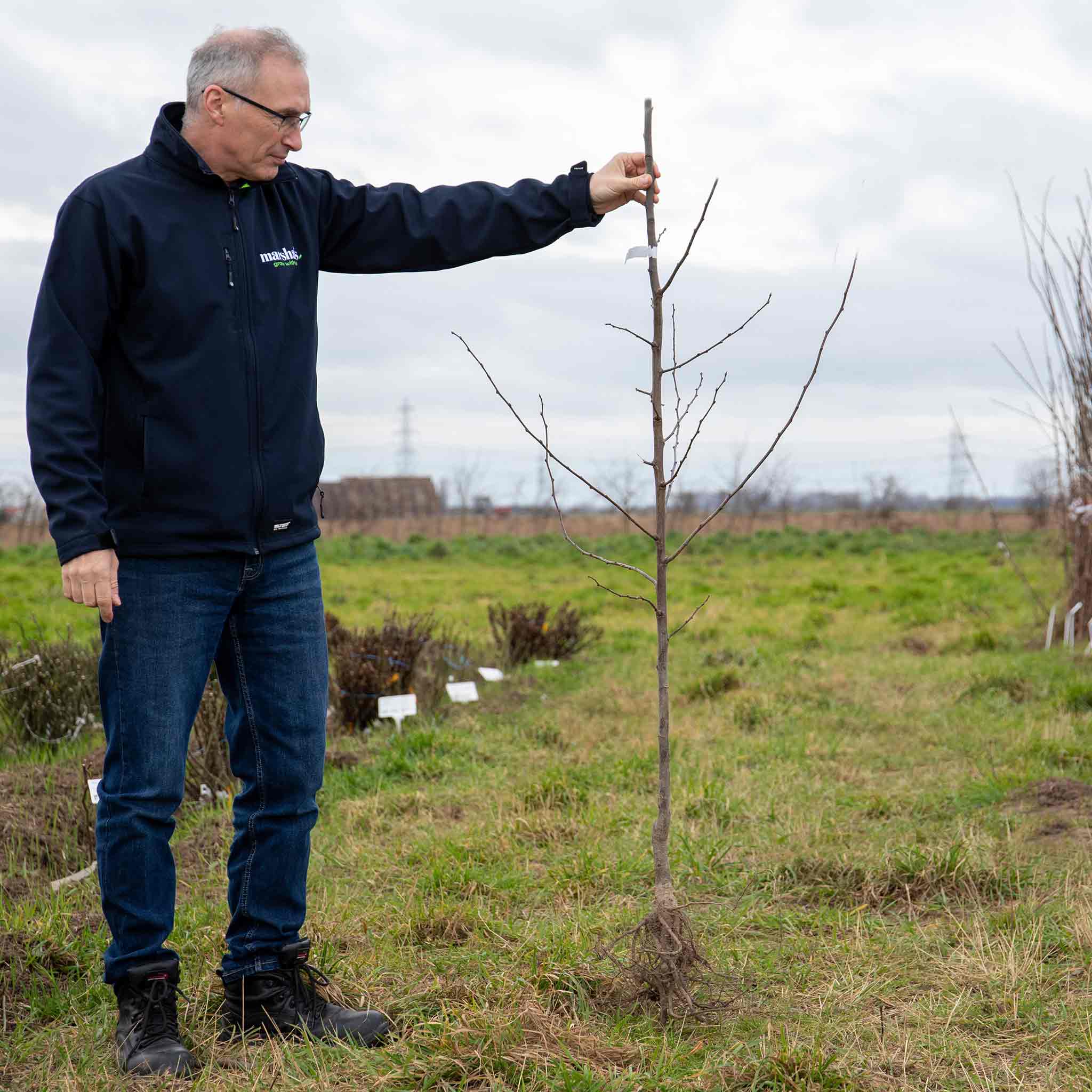 Damson Tree 'Merryweather' | Marshalls Garden