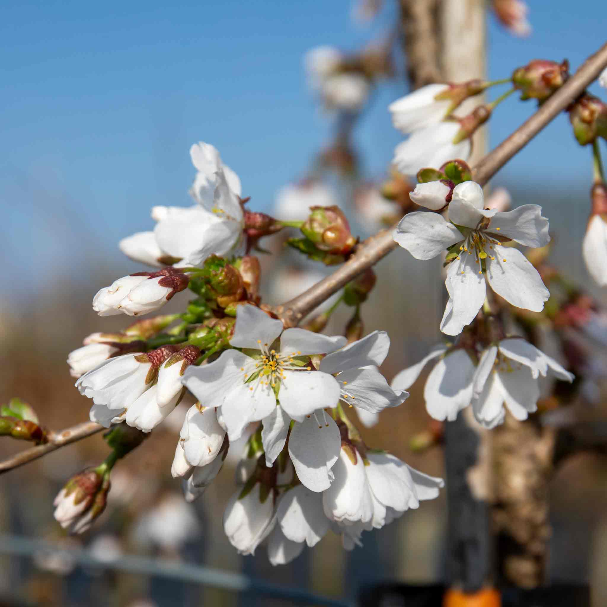 Cherry Tree 'Crown Morello' | Marshalls Garden