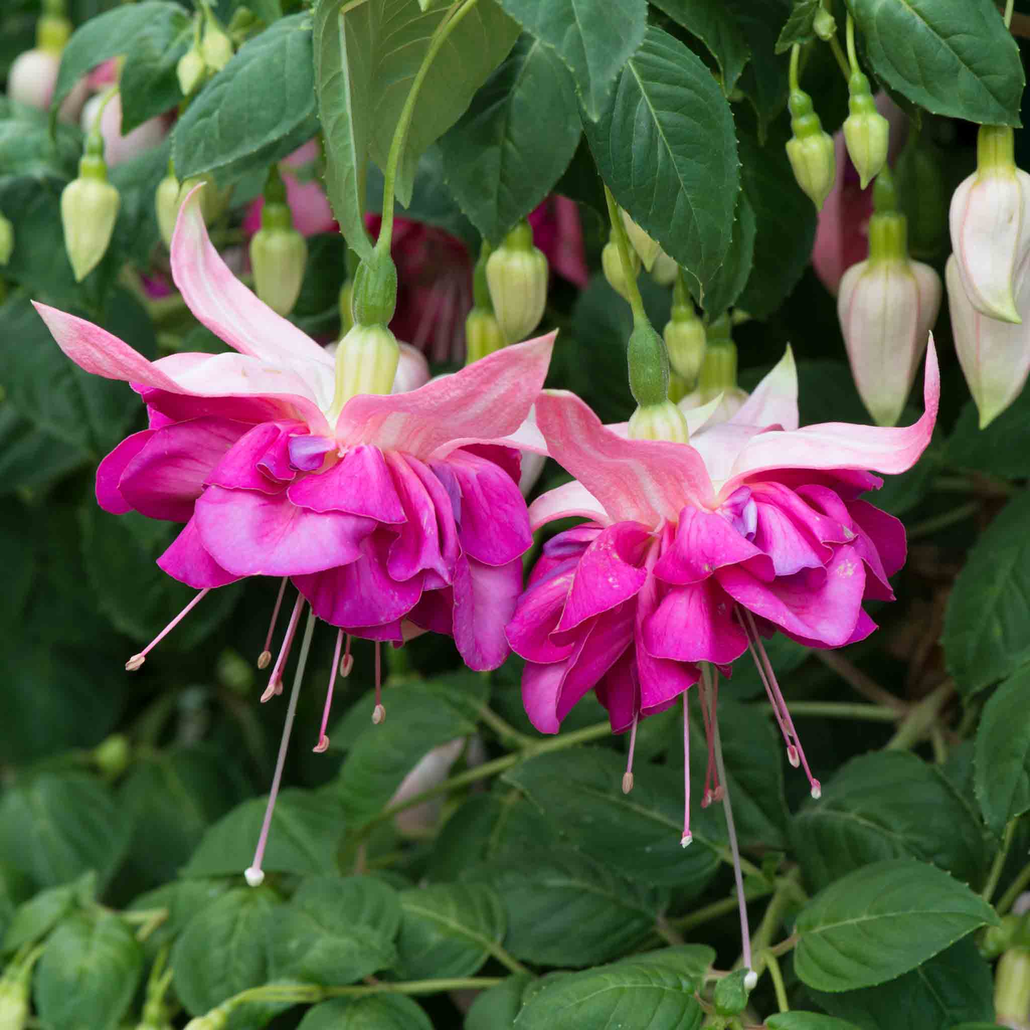 Fuchsia Plant 'Bella Rosella' | Marshalls Garden