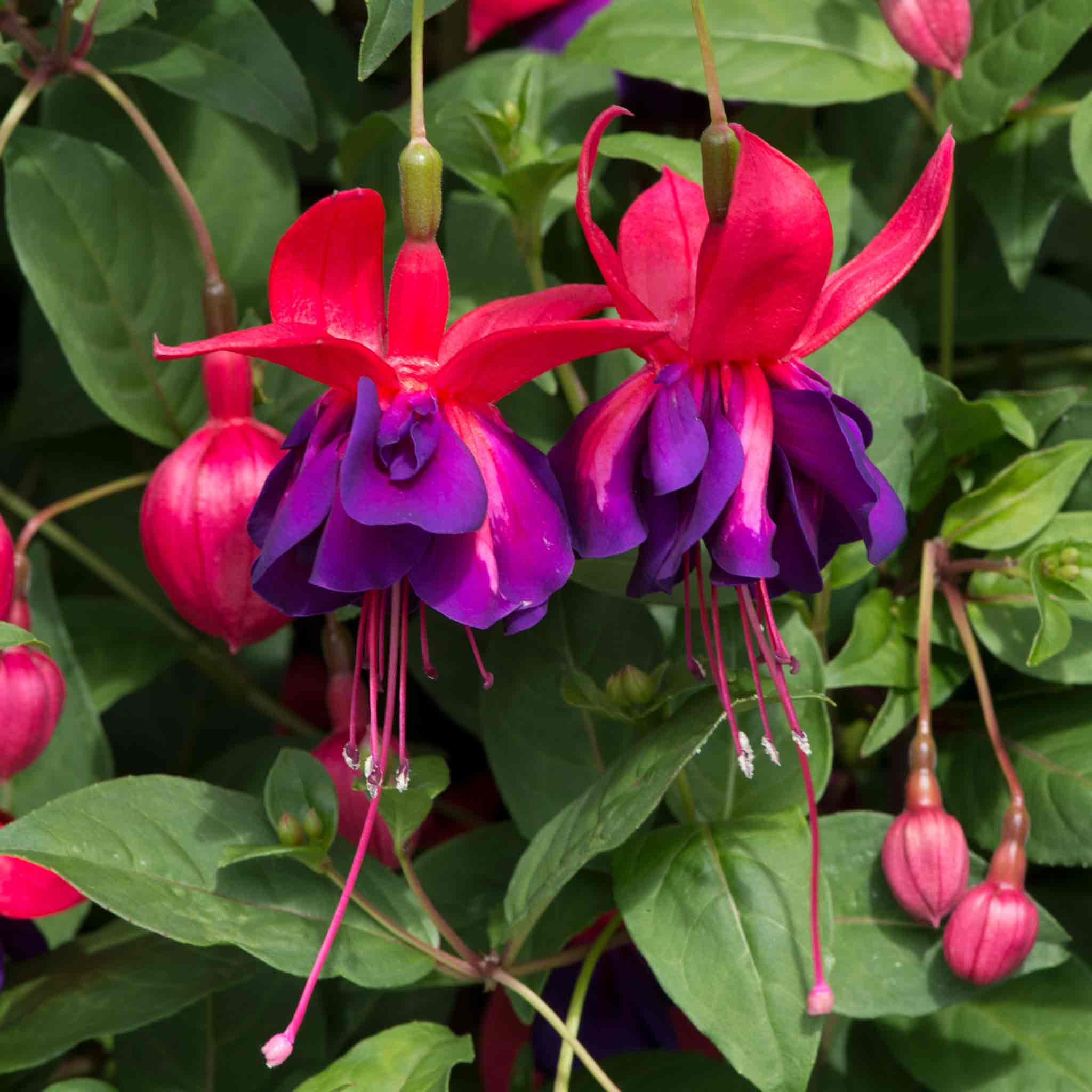 Fuchsia Plant 'Southern Belles Voodoo' | Marshalls Garden