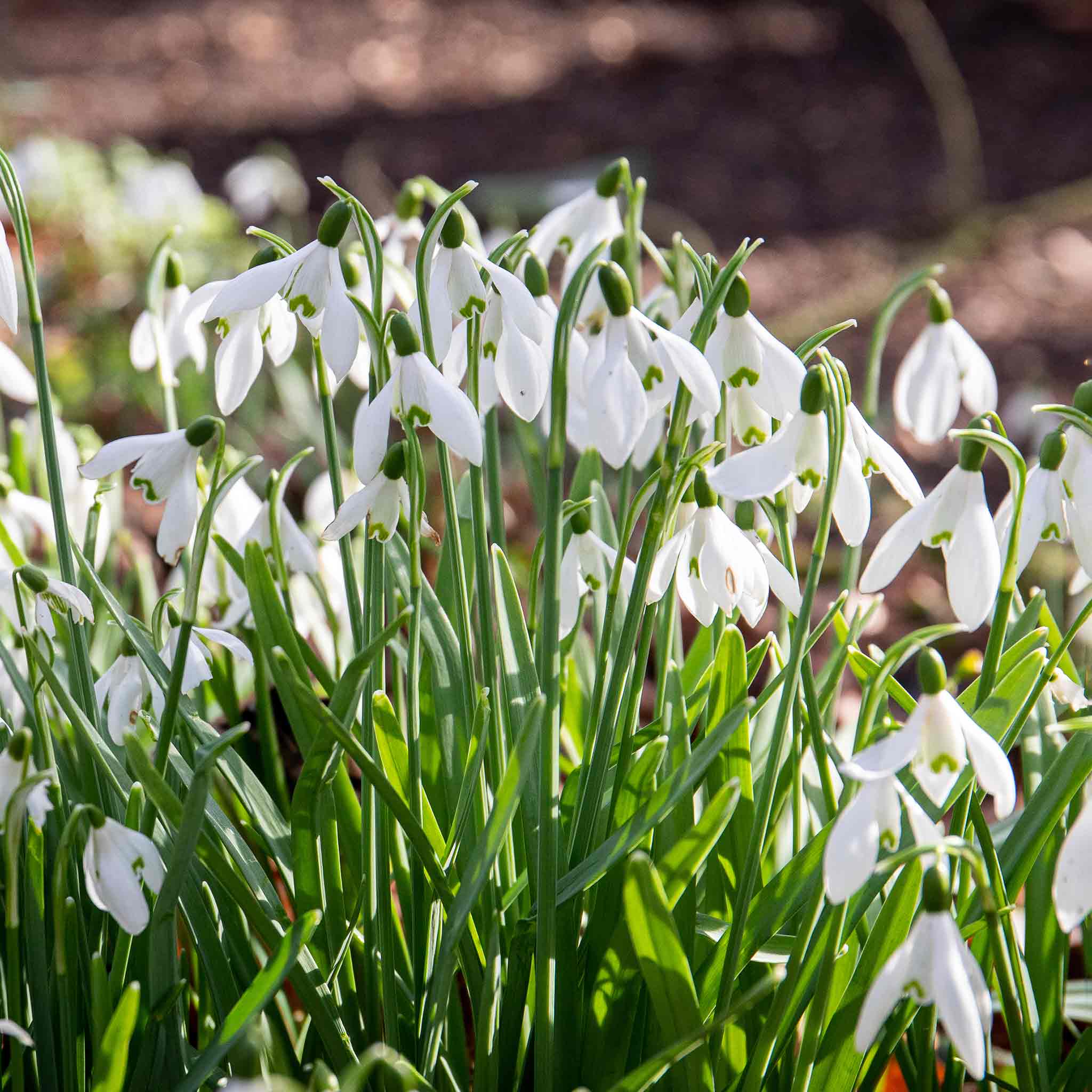 Common Snowdrop Galanthus nivalis Bulbs | Marshalls Garden
