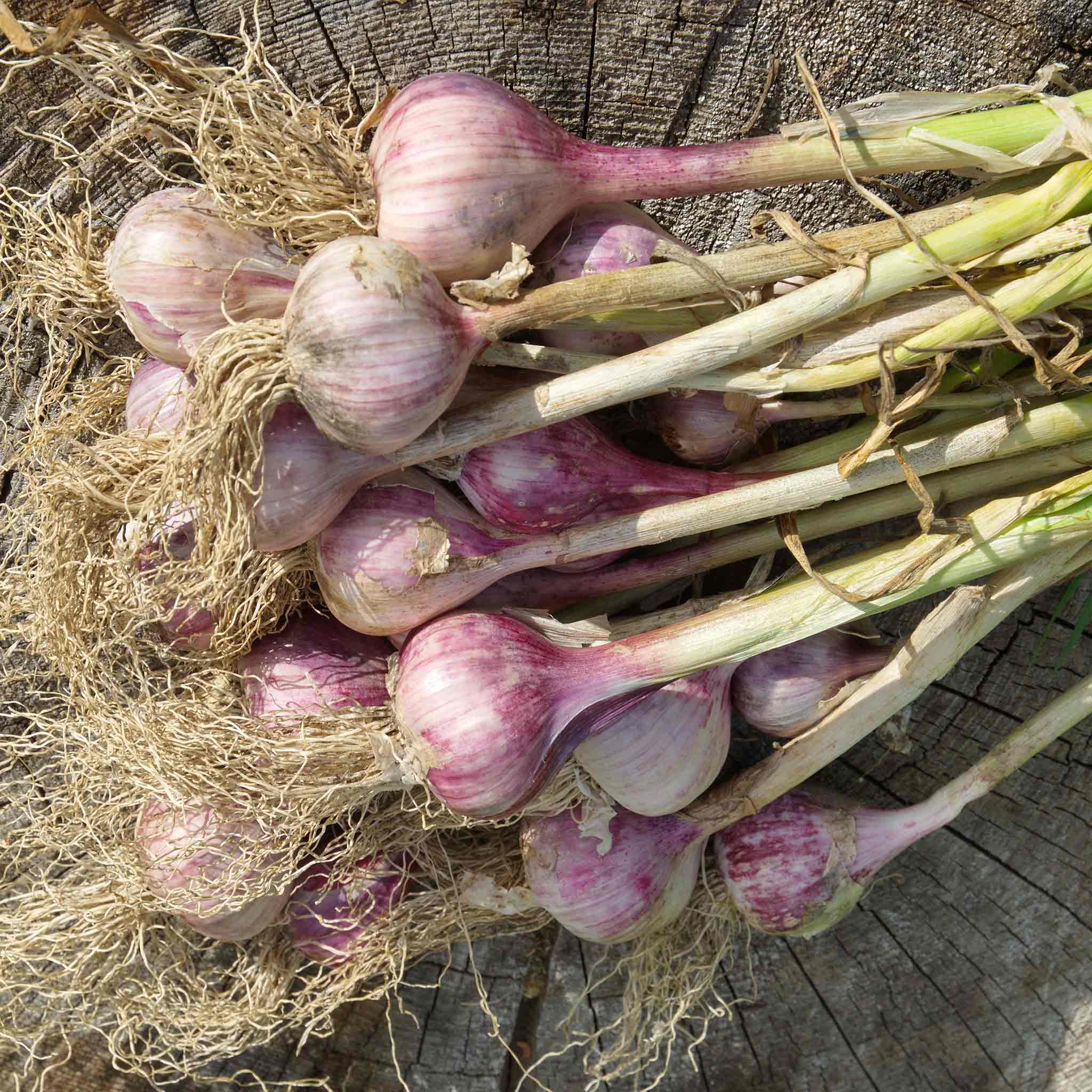 Garlic Cloves 'Germidour' | Marshalls Garden