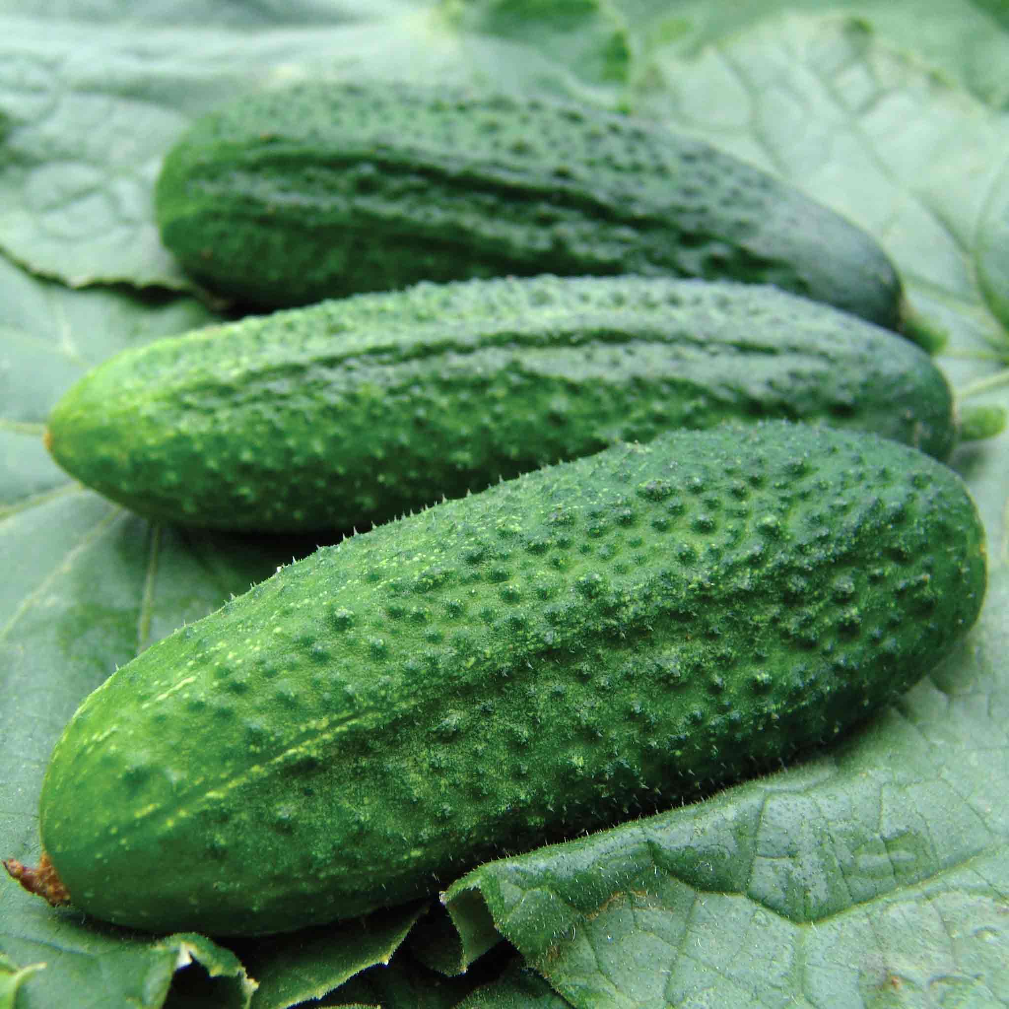 Gherkin Plants | Buy Gherkin Plants Online | Gherkin Plants for Sale ...