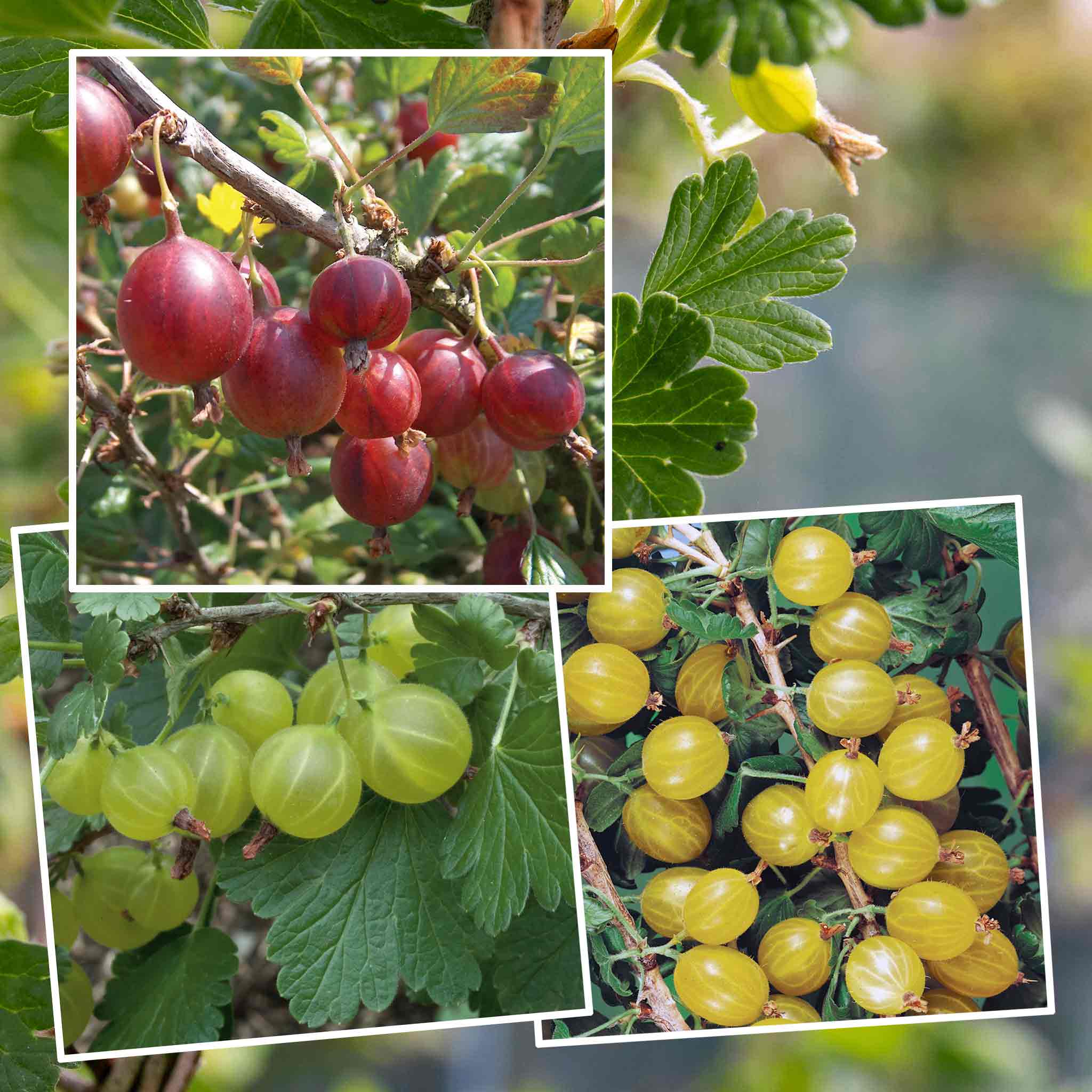 Gooseberry Bush Collection | Marshalls Garden