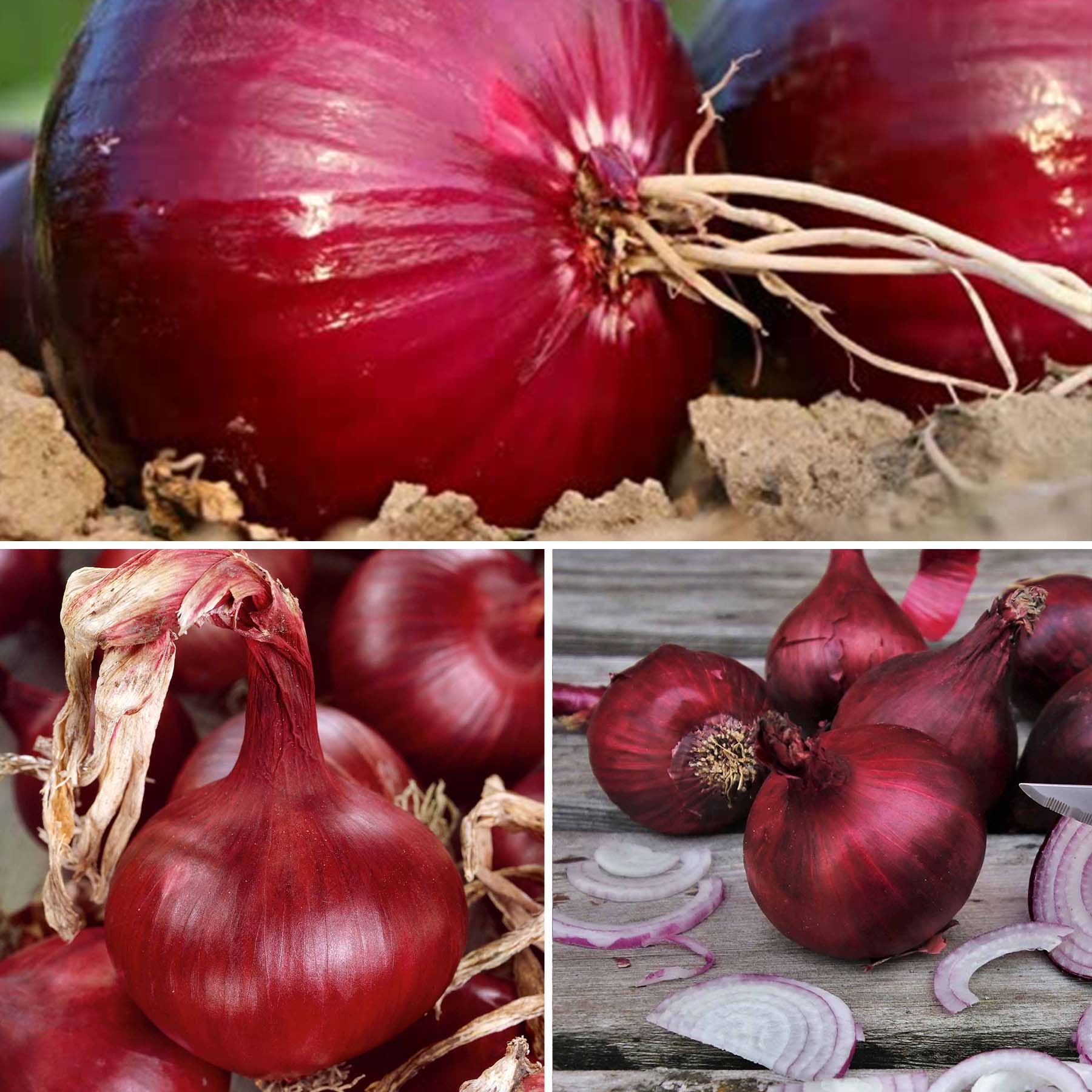 Red Onion Sets 'Growers Pick' | Marshalls Garden