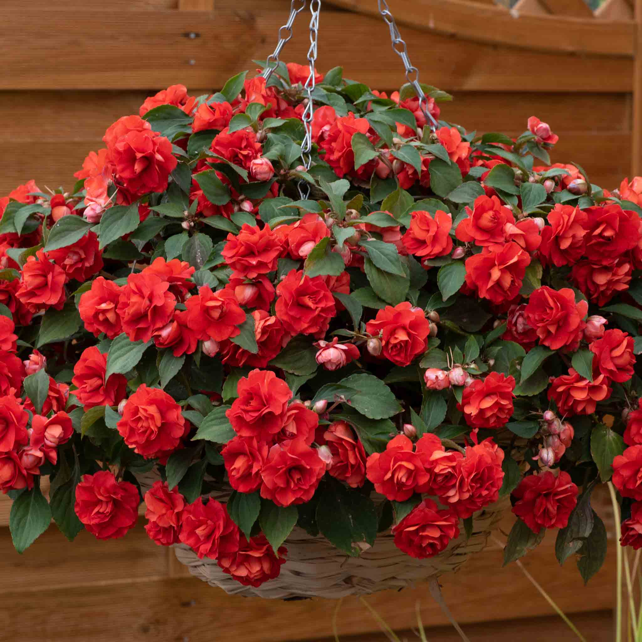 Busy Lizzie Plant 'Double Bright Red' | Marshalls Garden