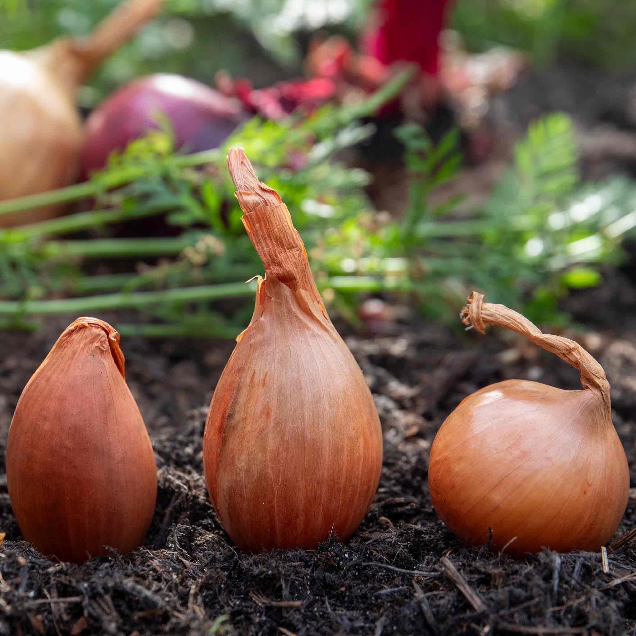 Shallot Sets 'Growers Pick' | Marshalls Garden