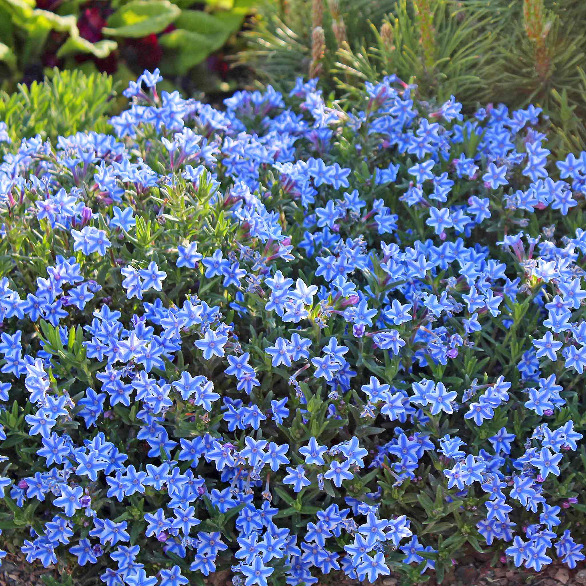 Lithodora Plant 'Blue Star' | Marshalls Garden