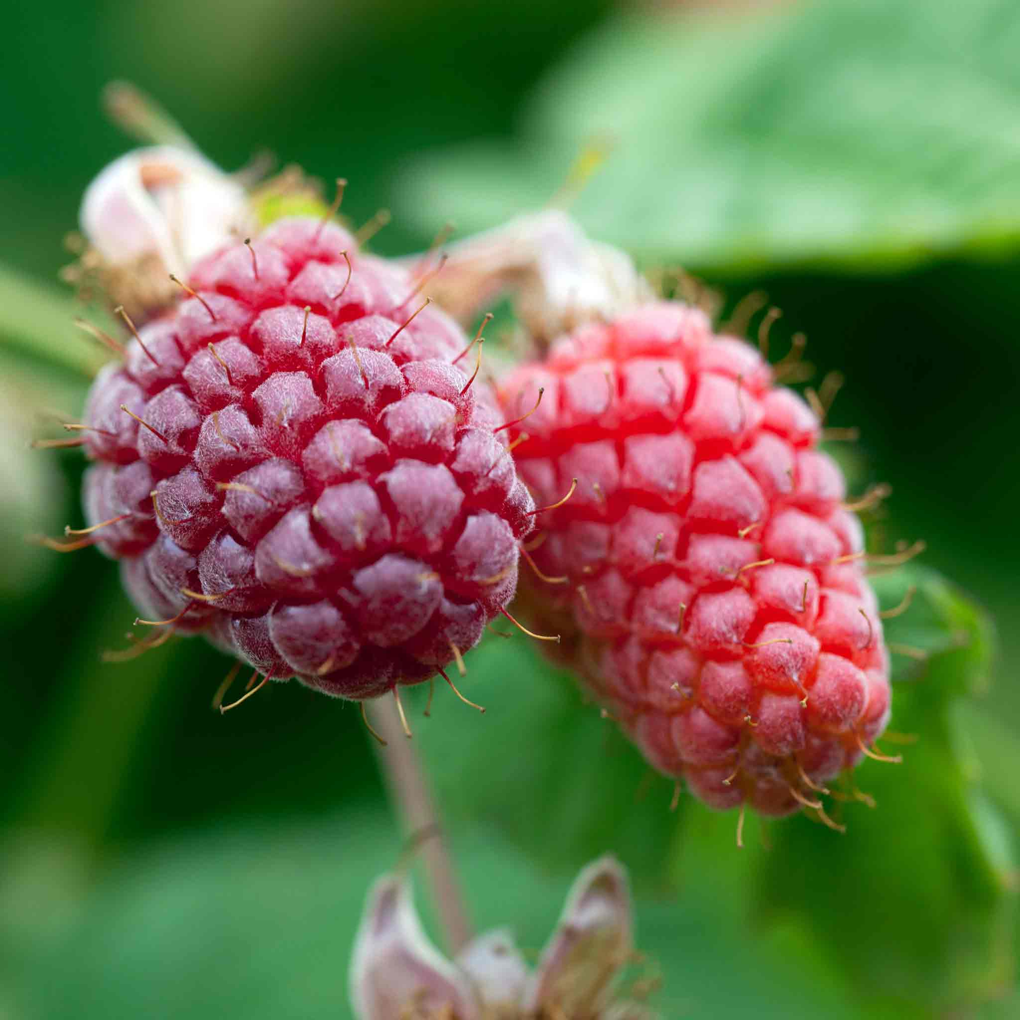 Loganberry Plant 'LY654' | Marshalls Garden