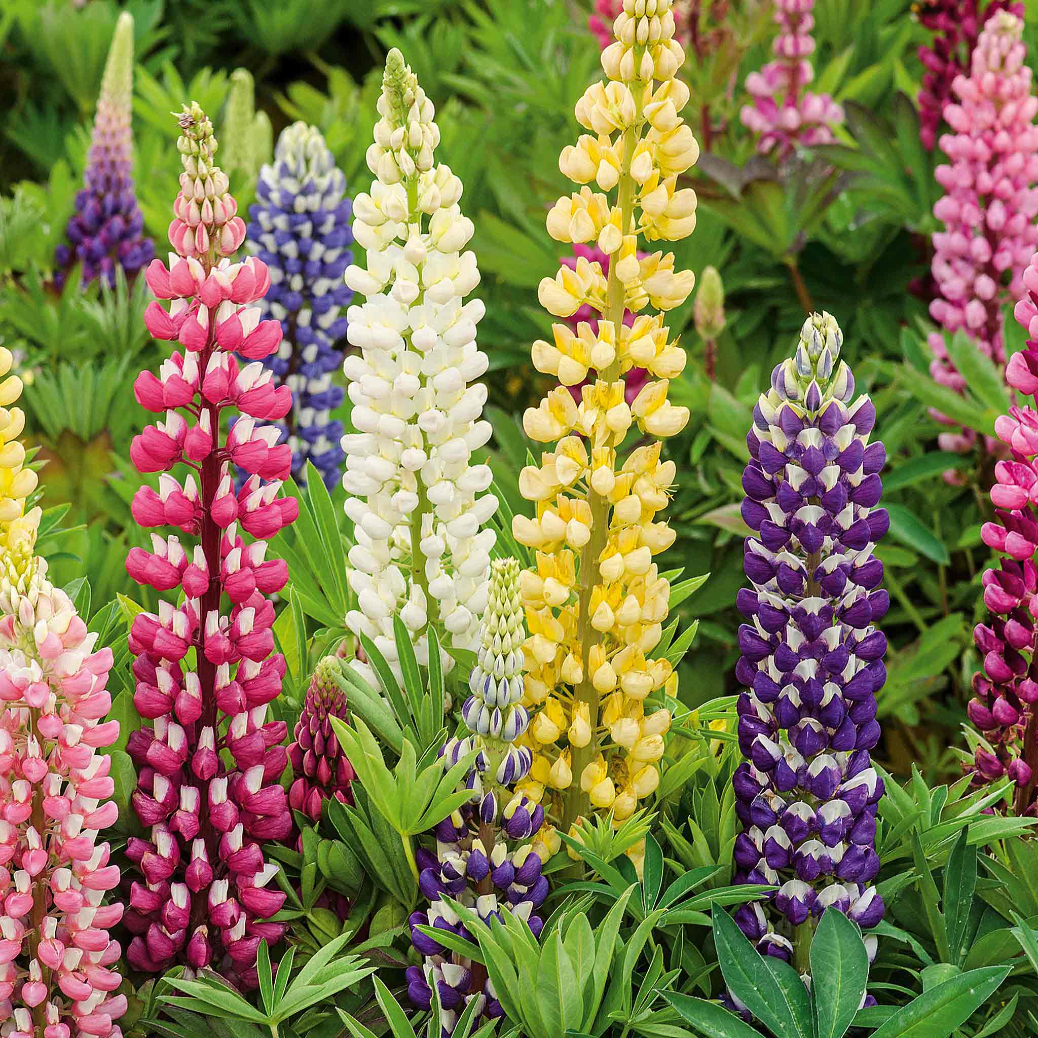 Lupin Plant 'Legendary Mix' | Marshalls Garden