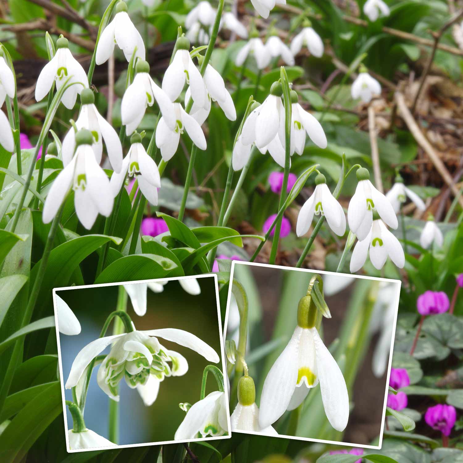 Snowdrop Bulbs Collection | Marshalls Garden