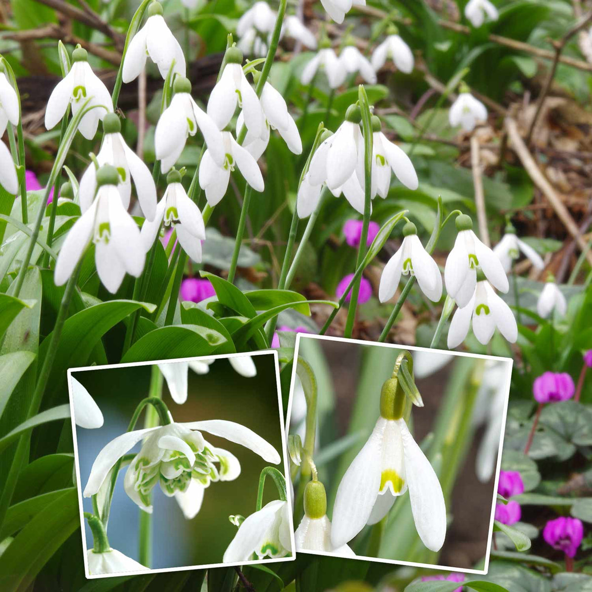 Snowdrop Collection 90 Bulbs | Buy Snowdrop Bulbs Online | Snowdrop ...