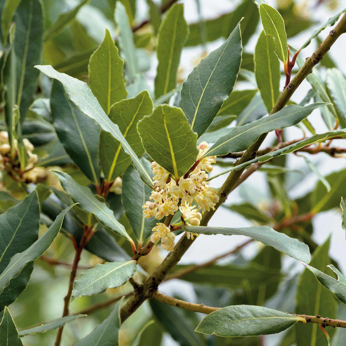 Kitchen Bay Tree - 14cm Pot | Buy Kitchen Bay Tree Online | Marshalls ...