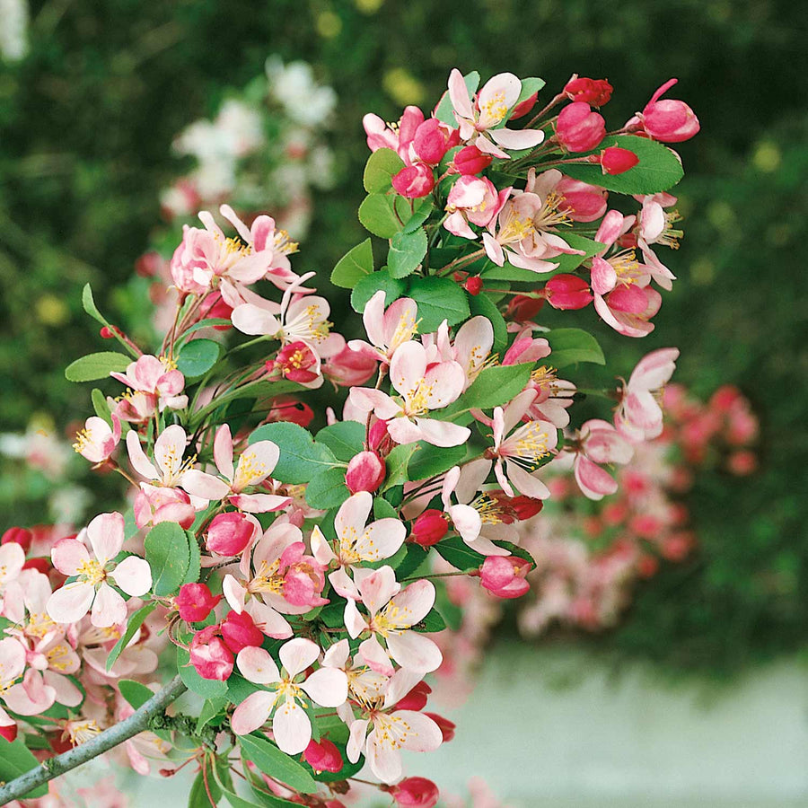 Patio Crab Apple Tree (Dwarf) Malus x Floribunda - 5L Plant | Buy Crab ...