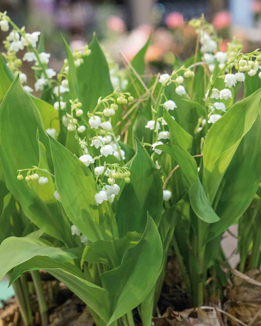 Marshalls Garden: Buy Plants, Seeds, Vegetables & Garden Equipment