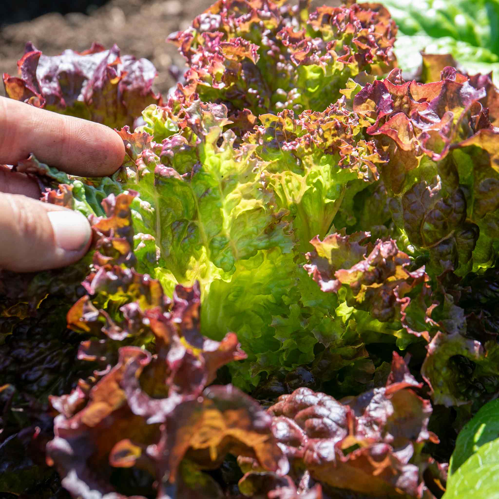 Lettuce Seeds 'Lollo Rossa' | Marshalls Garden