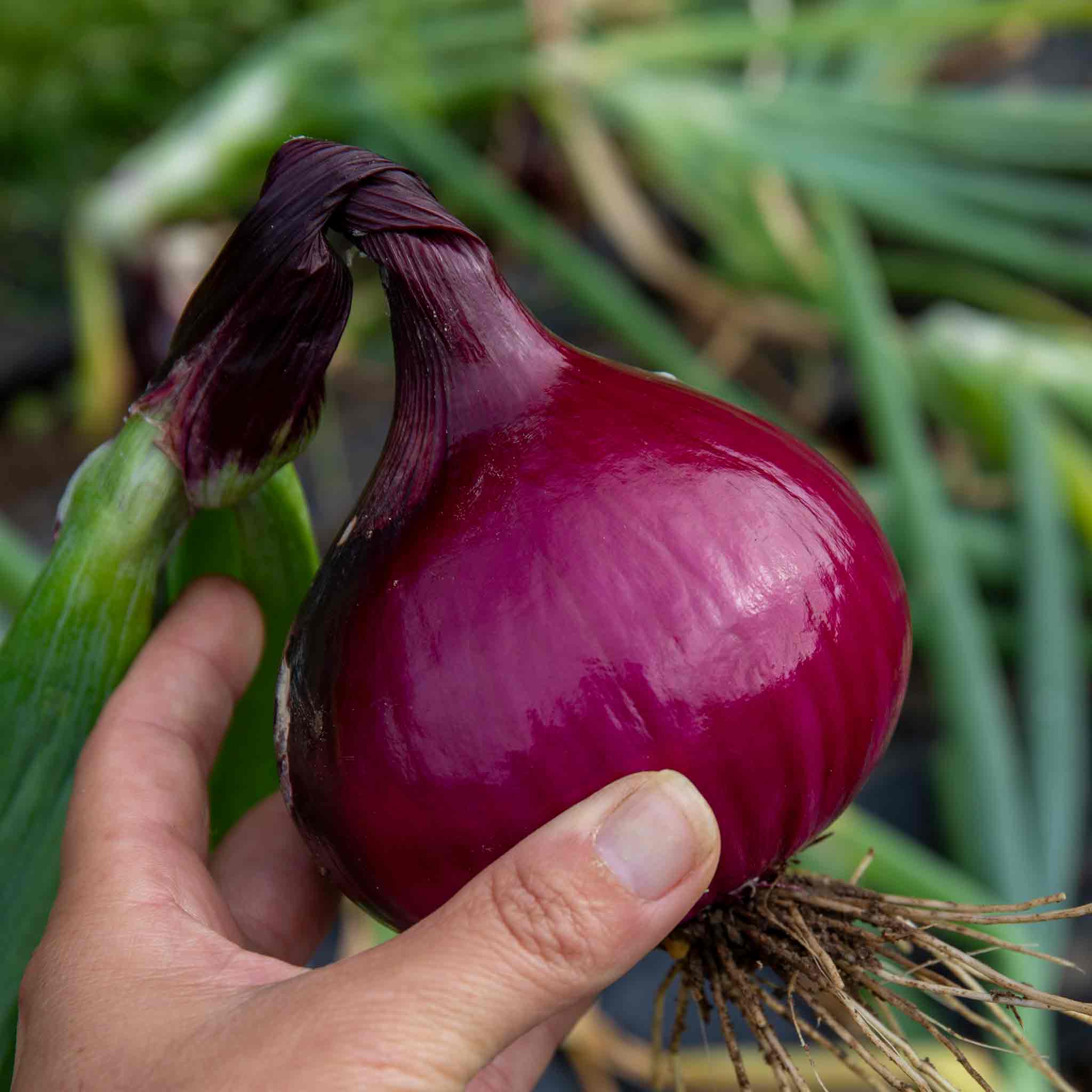 Onion Sets Bolt Resistant Collection | Marshalls Garden