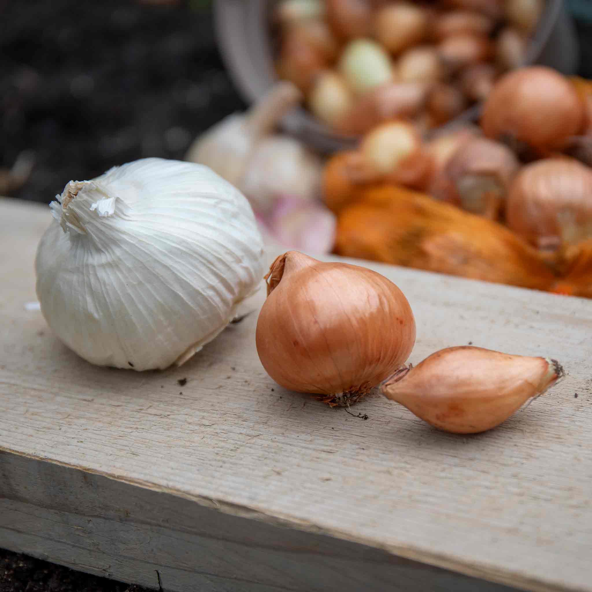 Autumn Planting Onions, Shallot & Garlic Trio Pack | Marshalls Garden