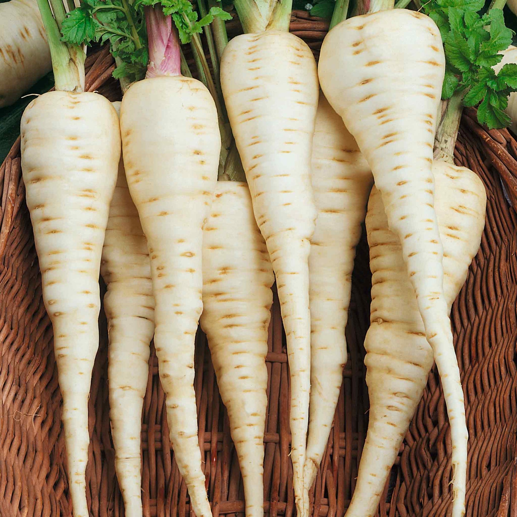 Parsnip Seeds 'Gladiator' F1 | Marshalls Garden