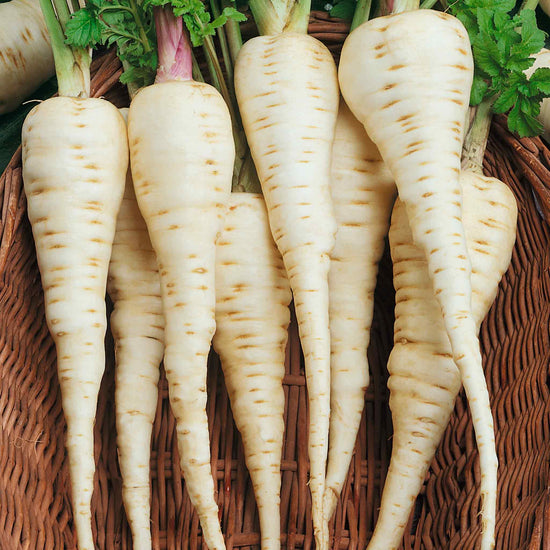 Parsnip Seeds 'Gladiator' F1 | Marshalls Garden