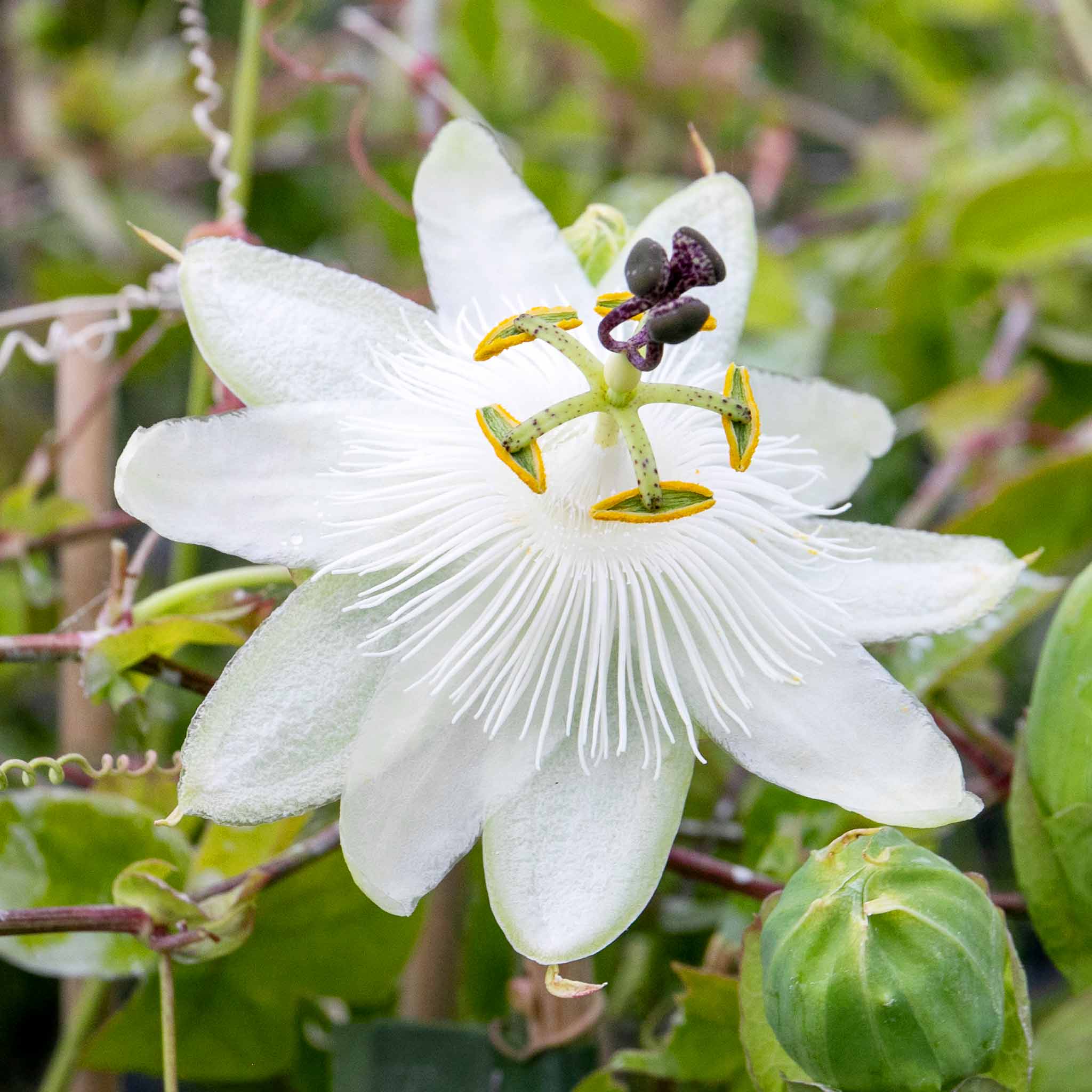 Passion Flower Plant 'Contance Elliot' | Marshalls Garden