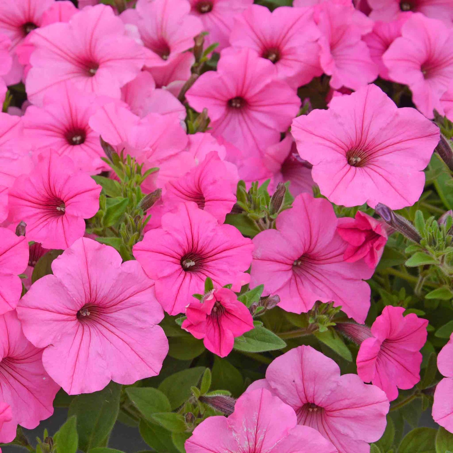 Petunia Plant Supertunia 'Vista Bubblegum' | Marshalls Garden