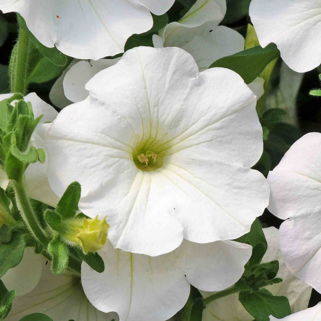 Petunia Plant Surfinia 'Snow' | Marshalls Garden