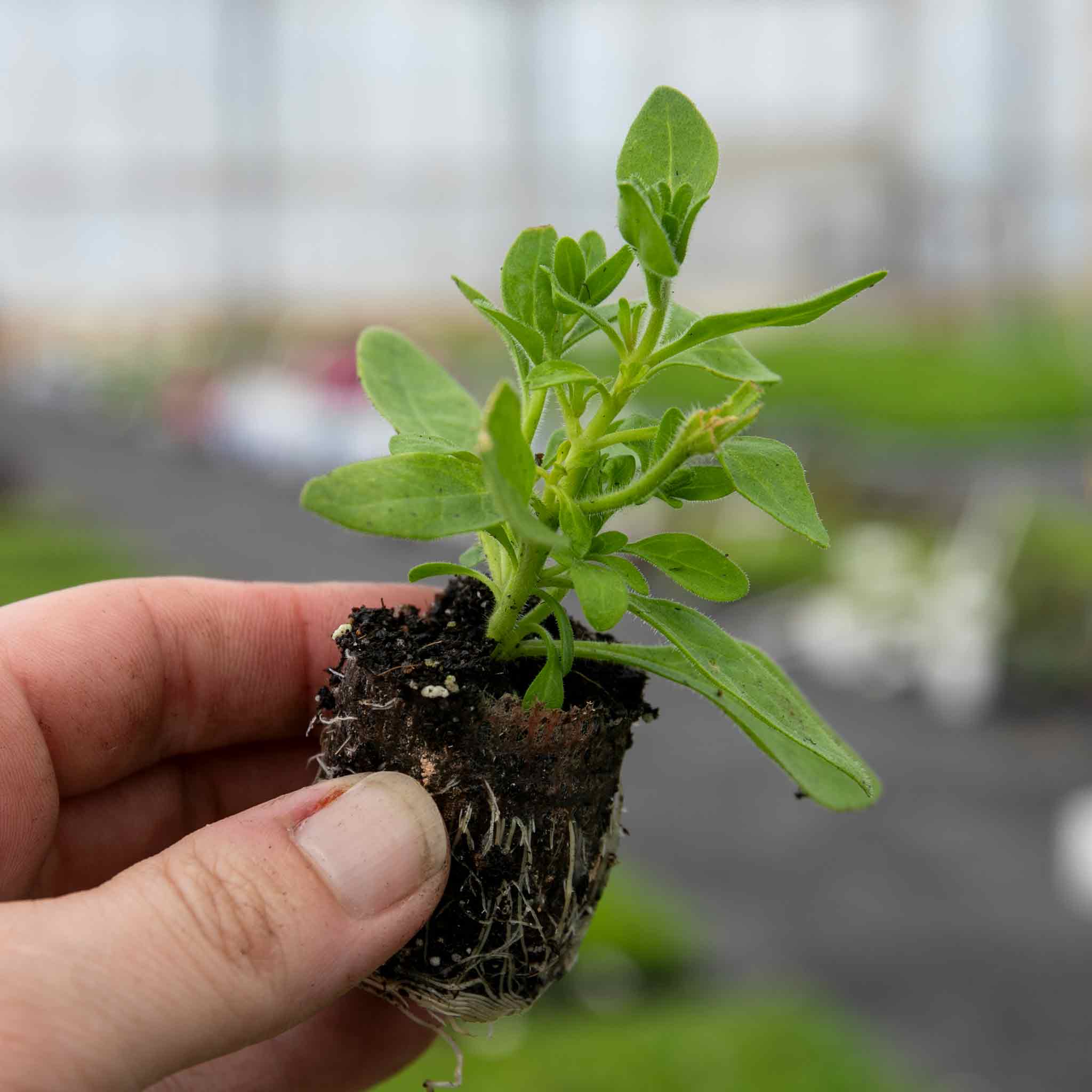 Petunia Plant Surfinia 'Snow' | Marshalls Garden
