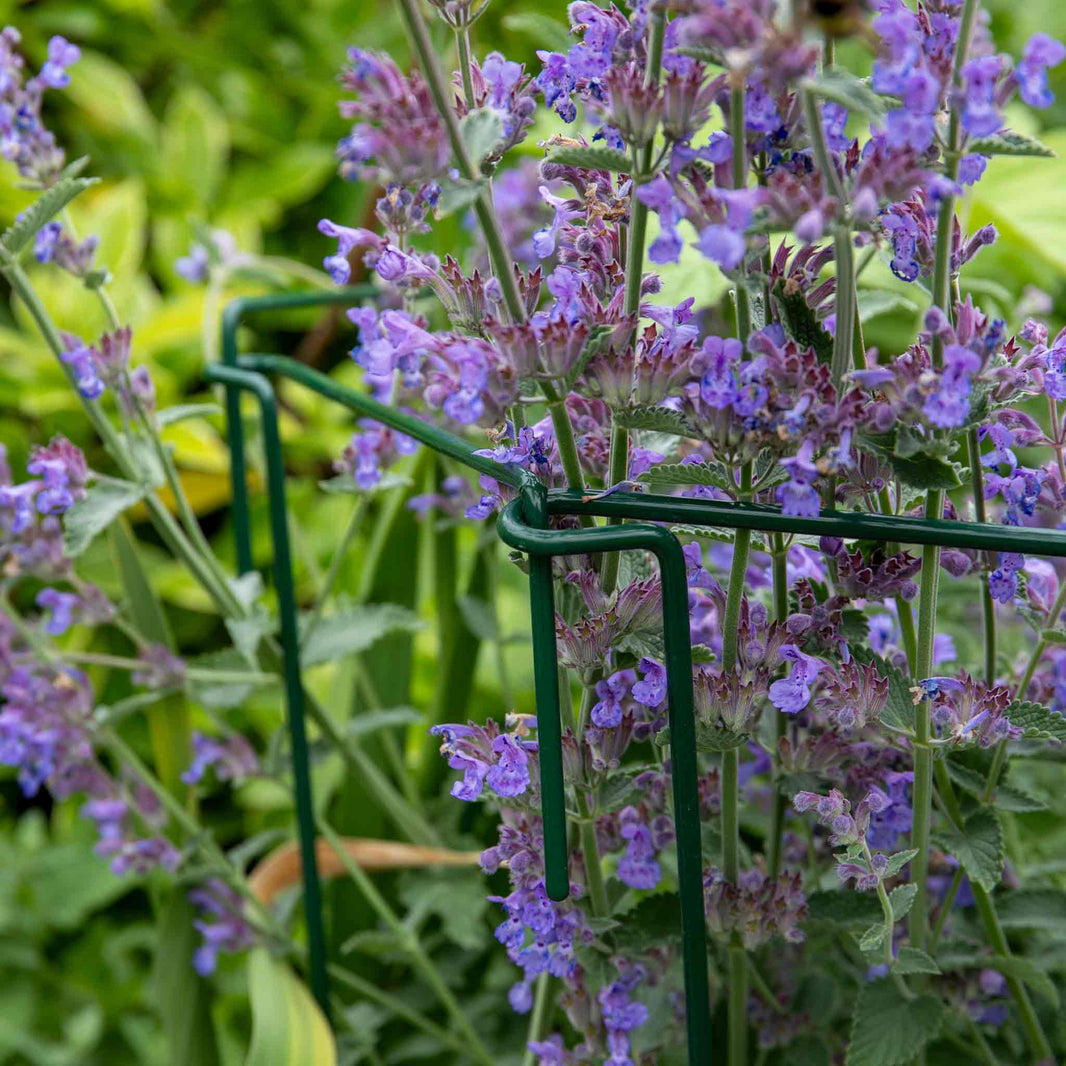 Plant Support | Garden Plant Support | Marshalls Garden