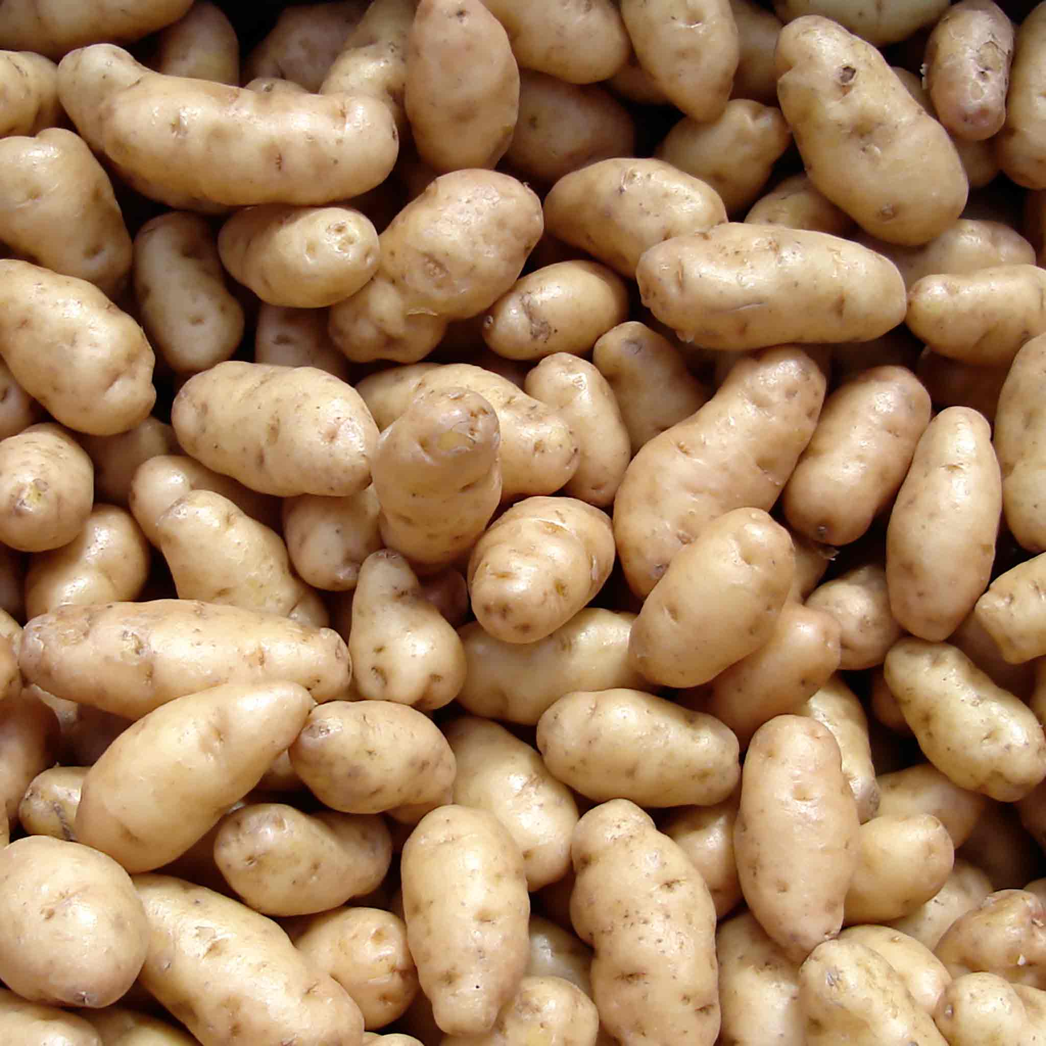 Albert Bartlett Seed Potato 'Anya' | Marshalls Garden