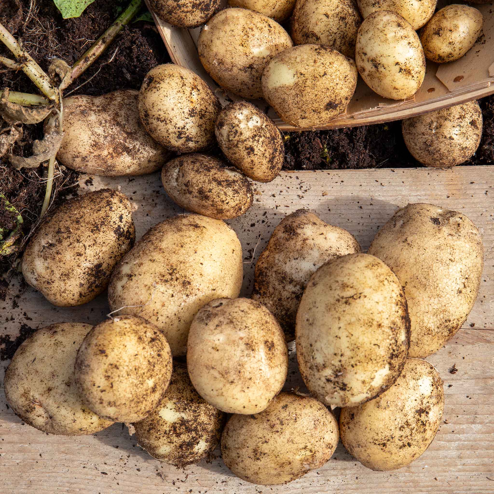 Pre-Chitted Seed Potato 'Swift' | Marshalls Garden