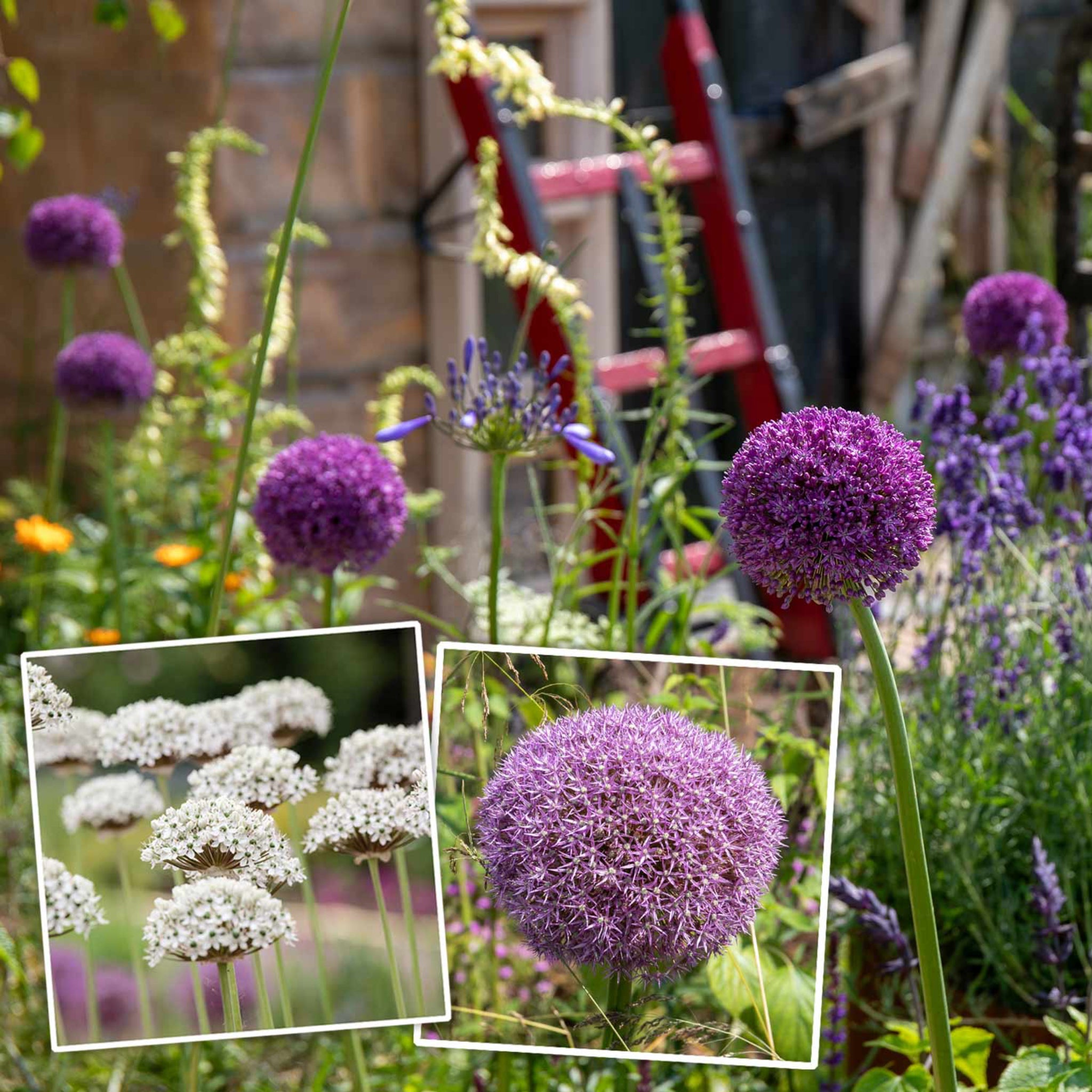 Allium Bulbs 'Kings & Queens' | Marshalls Garden