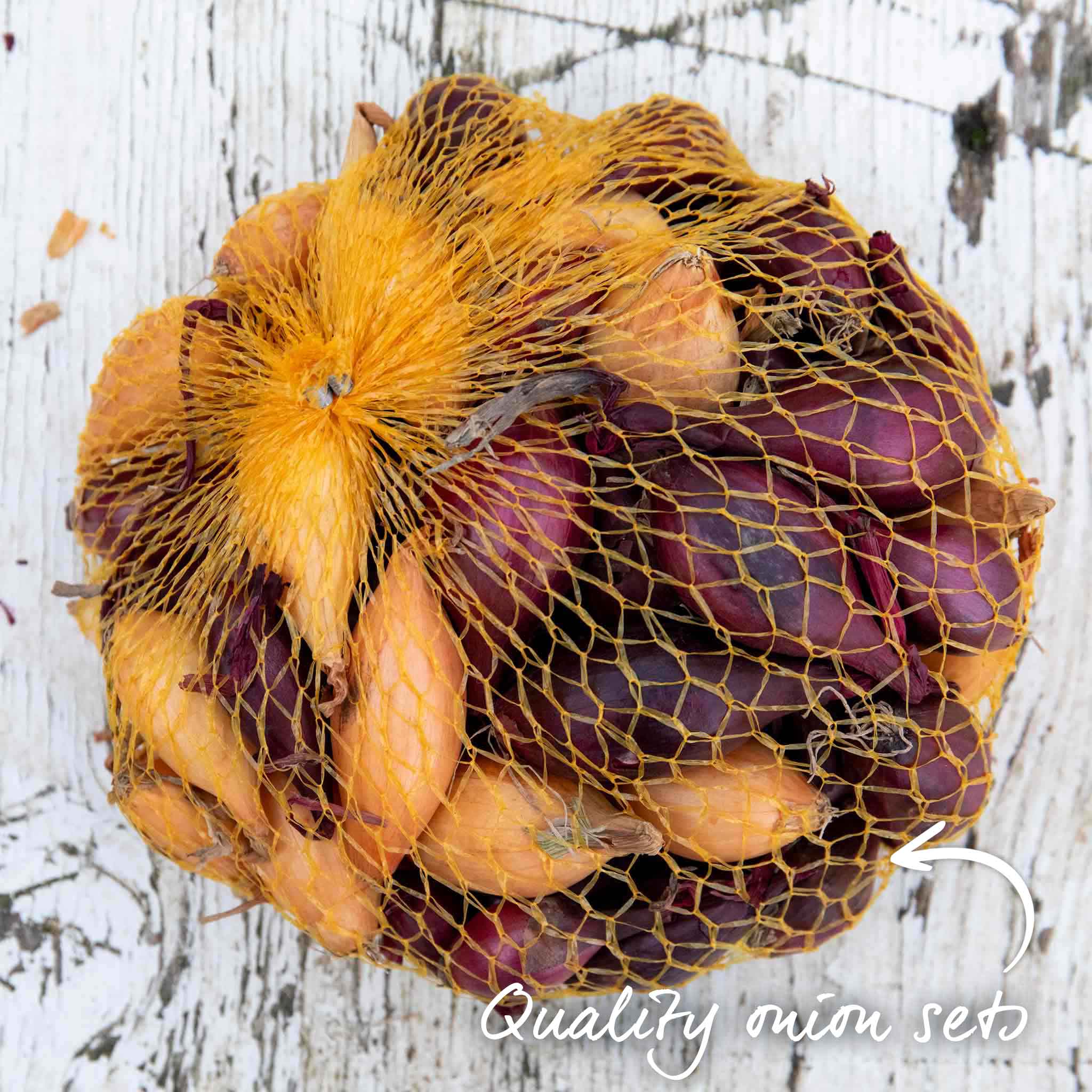 Onion sets 'Red and Yellow' Mix | Buy Onion Sets Online | Onion Sets ...