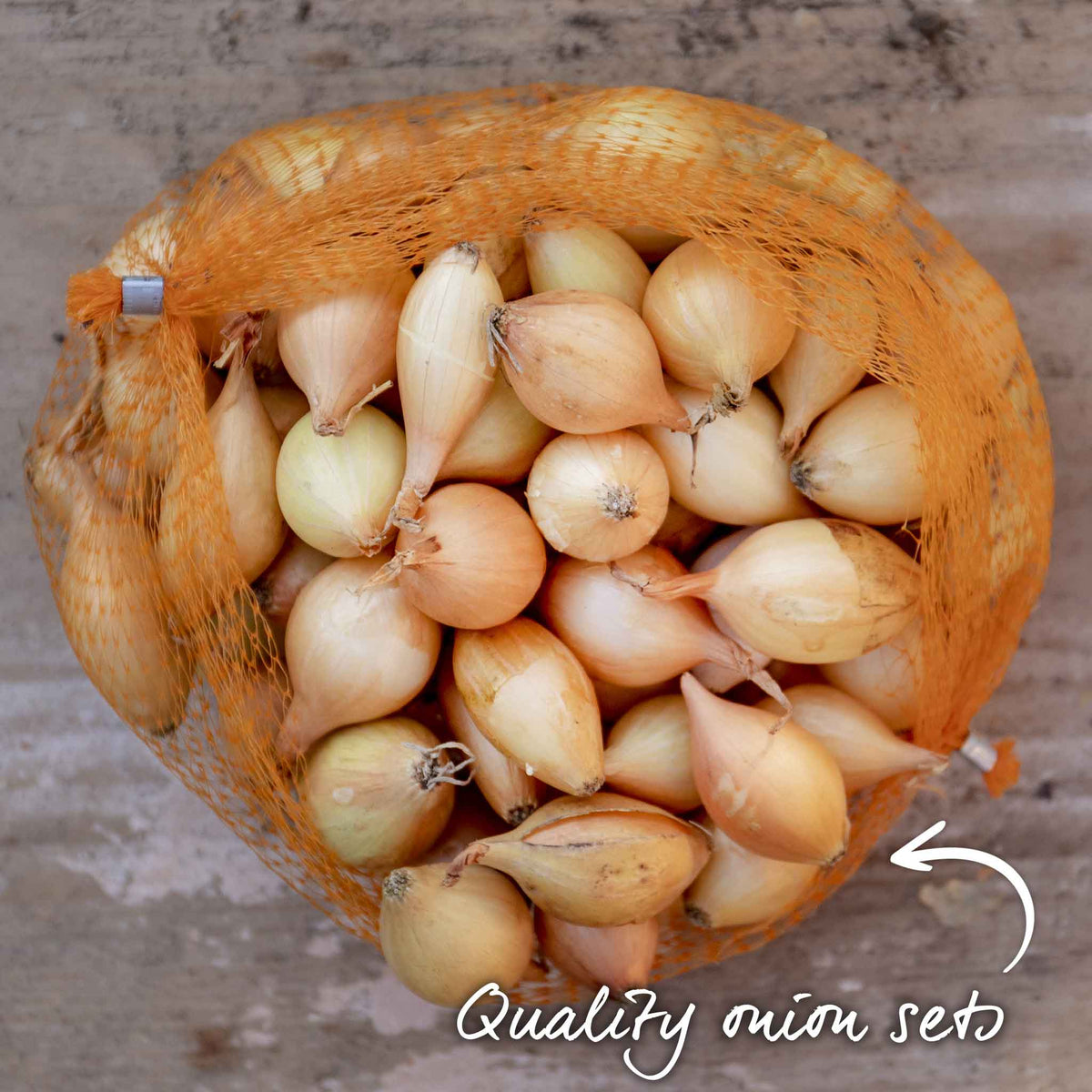 Onion 'Rumba' Heat Prepared - Sets | Buy Onion Sets Online | Onion Sets ...