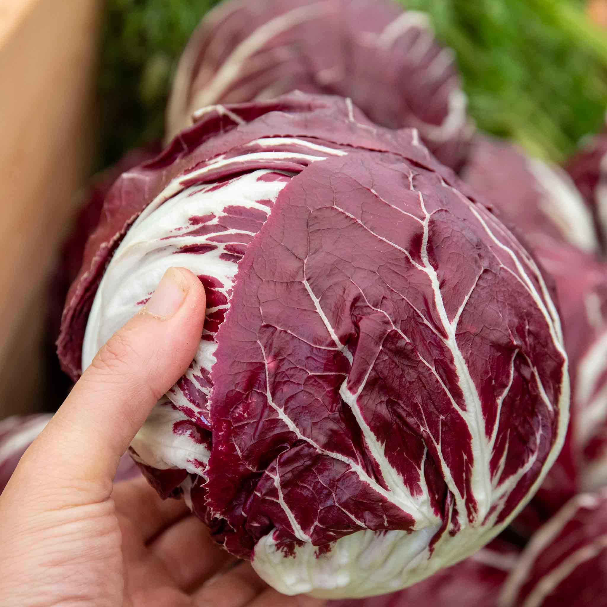 Radicchio Plant 'Indigo' | Marshalls Garden