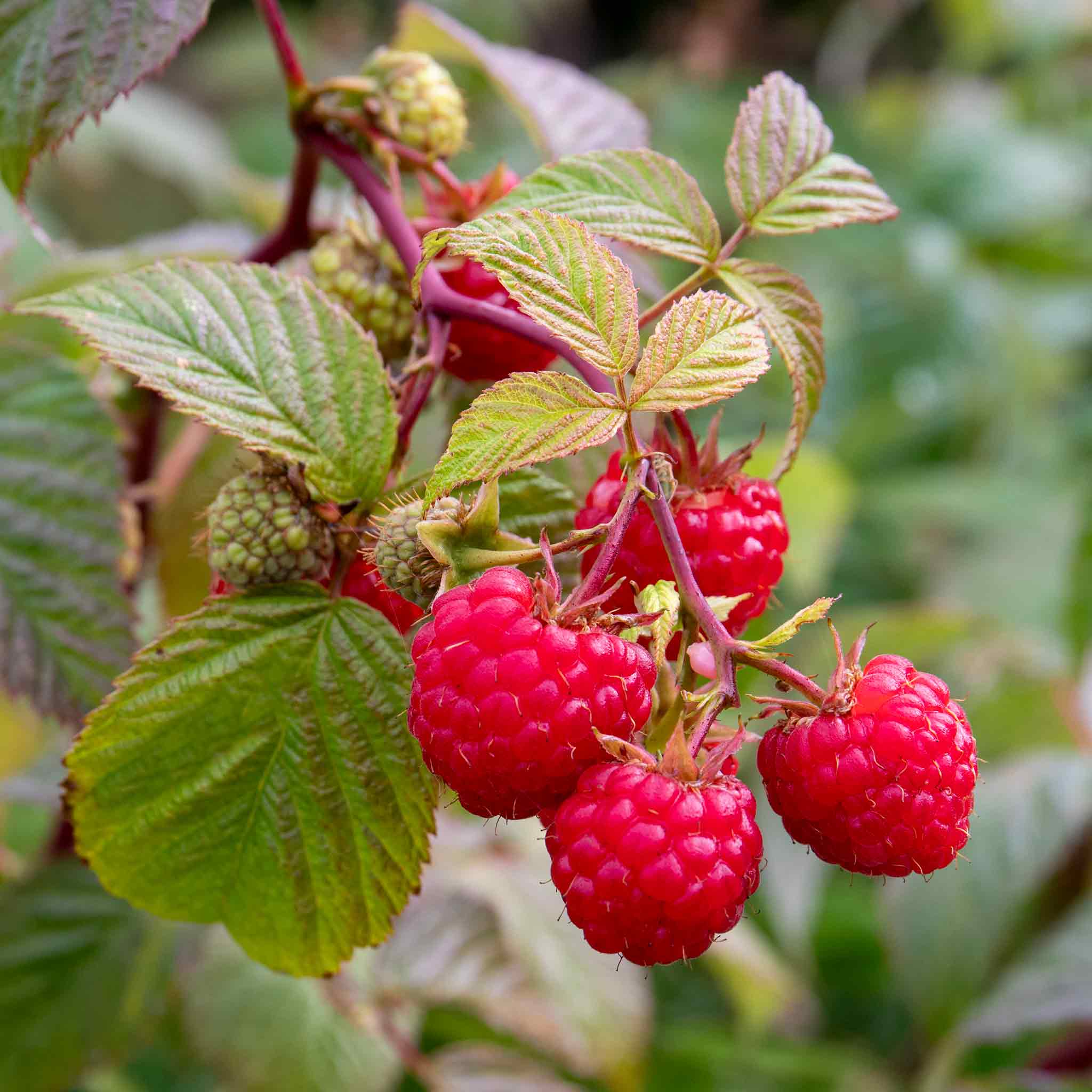 Raspberry Plant 'Paris' | Marshalls Garden