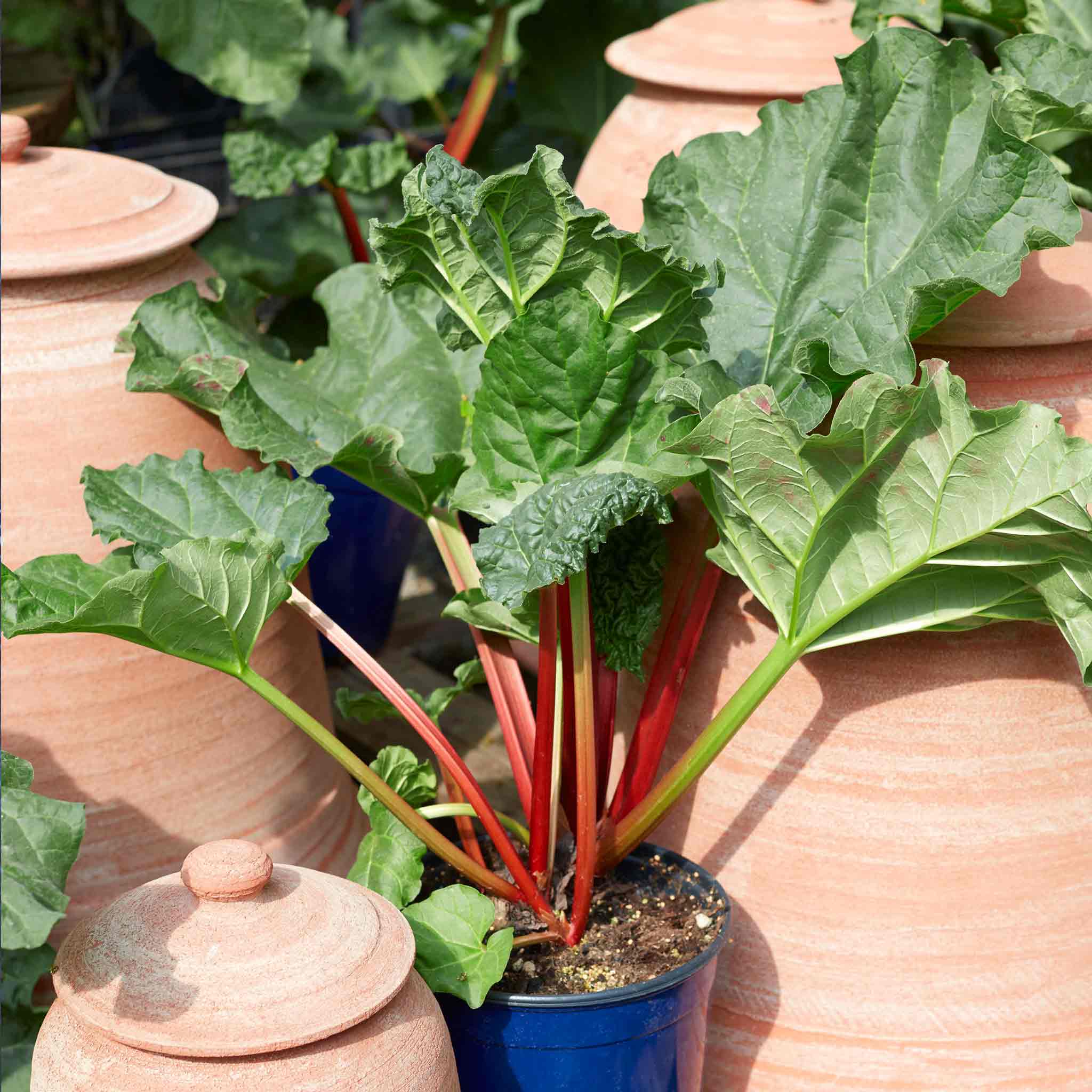 Rhubarb Plant 'Timperley Early' | Marshalls Garden