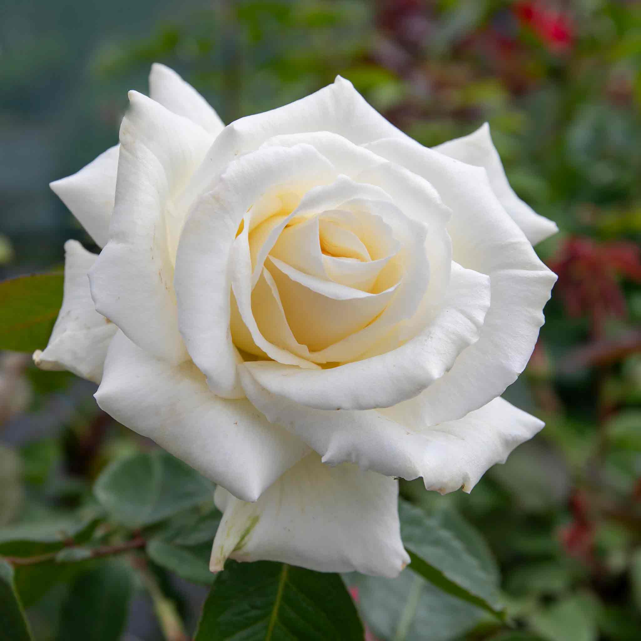 Rose Bush Plant 'Ice Cream' | Marshalls Garden