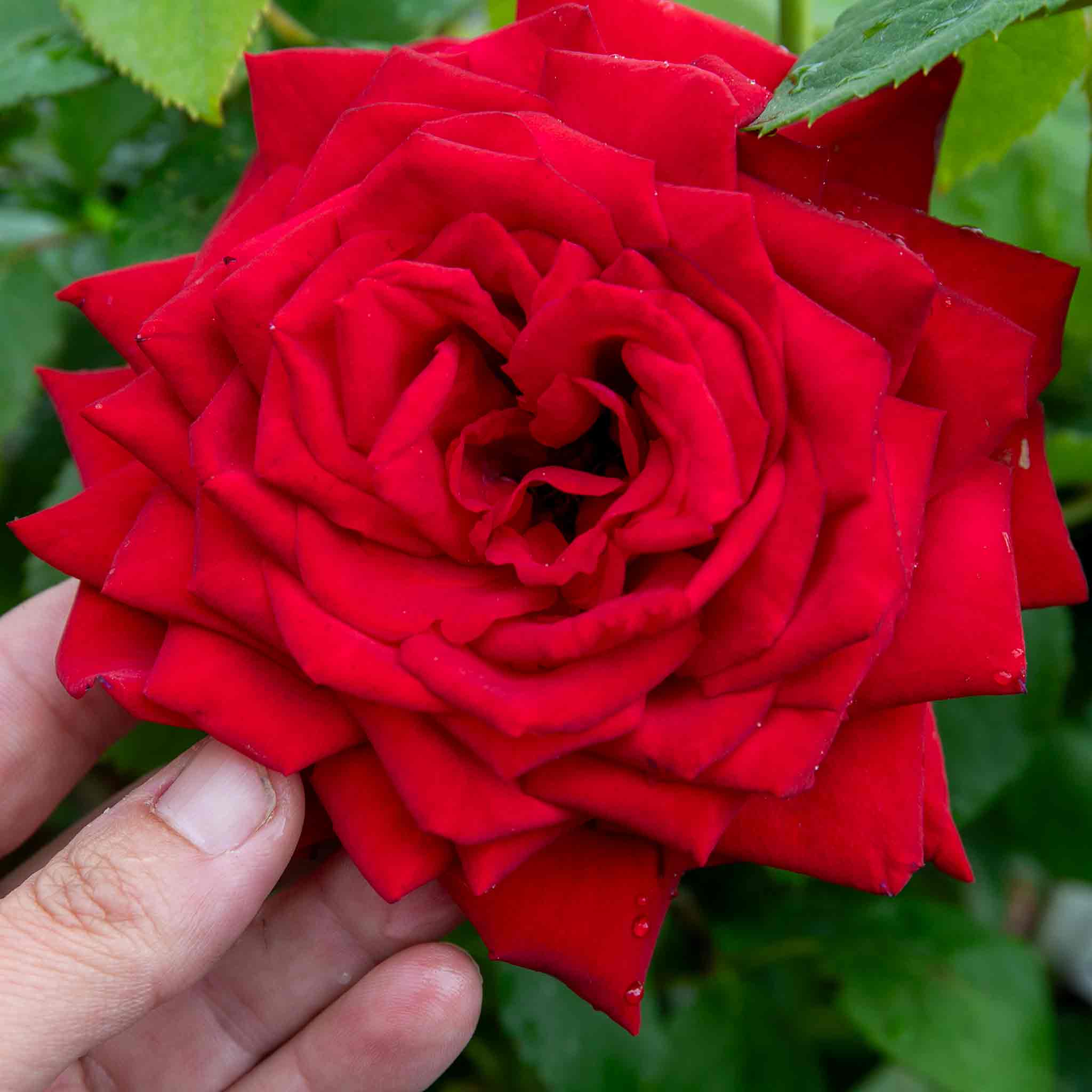 Rose Bush Plant 'Loving Memory' | Marshalls Garden