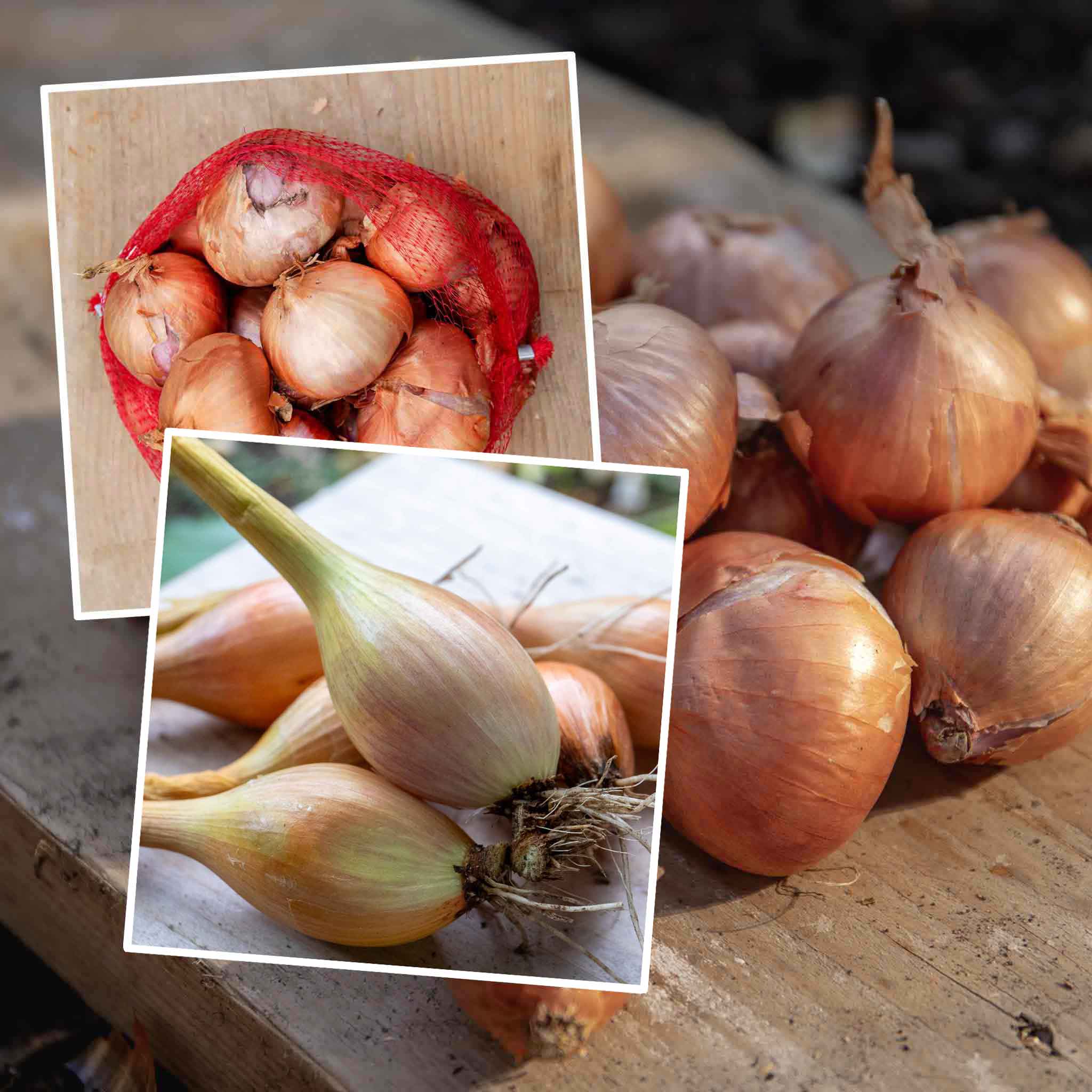 Autumn Planting Shallots Duo Pack | Marshalls Garden