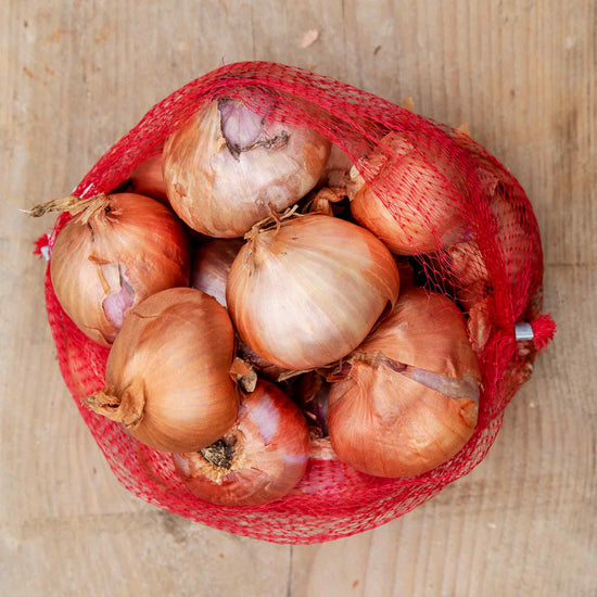 Shallot Plant 'Red Sun' | Marshalls Garden