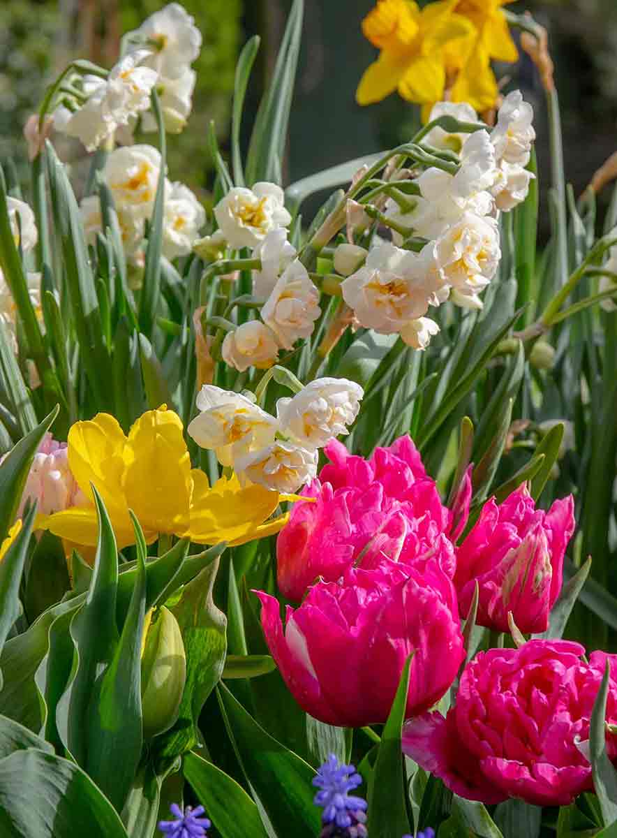 Spring Flowering Bulbs | Buy Spring Flowering Bulbs Online | Marshalls ...
